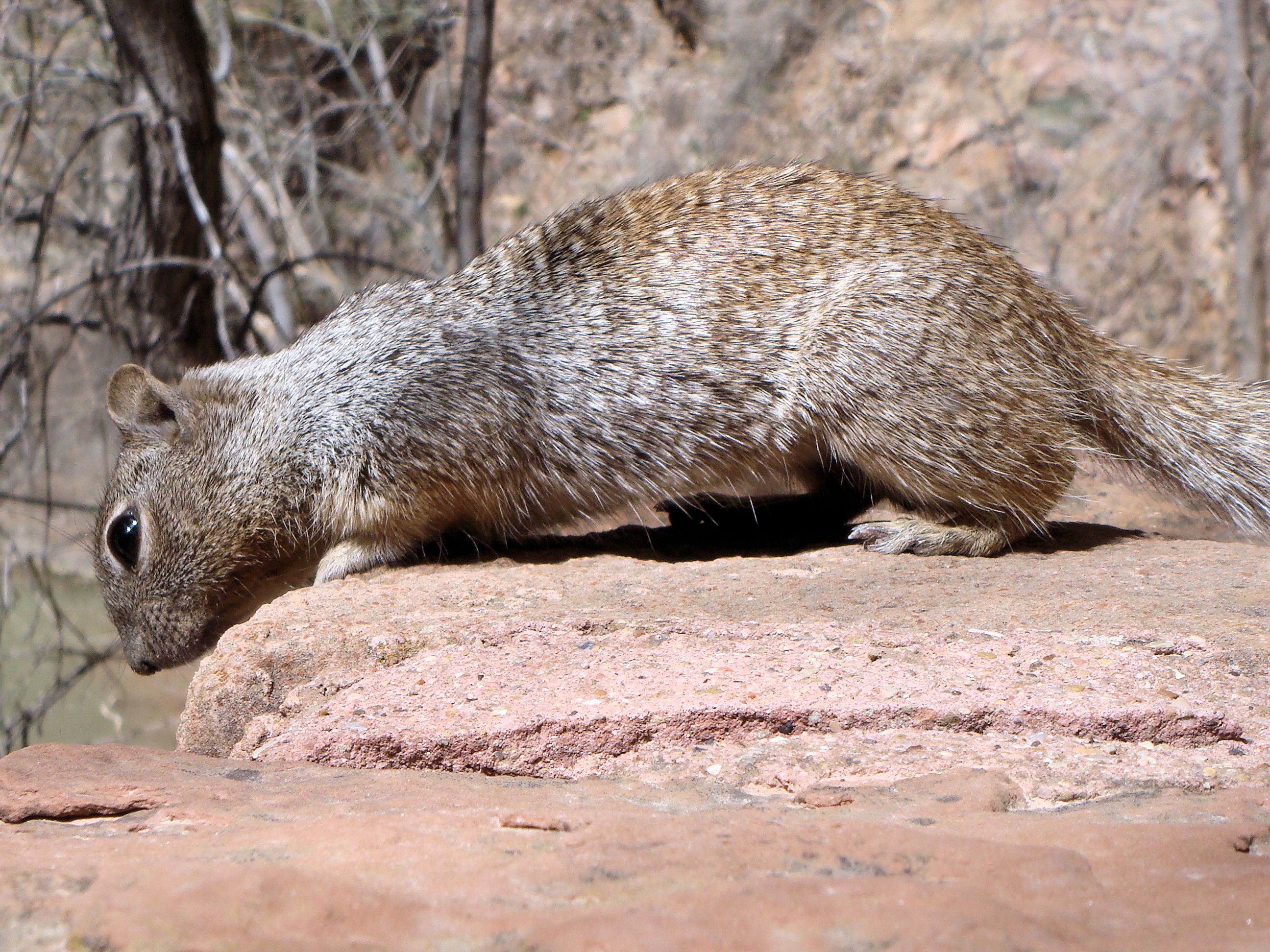 Squirrel Animal Ground free image download