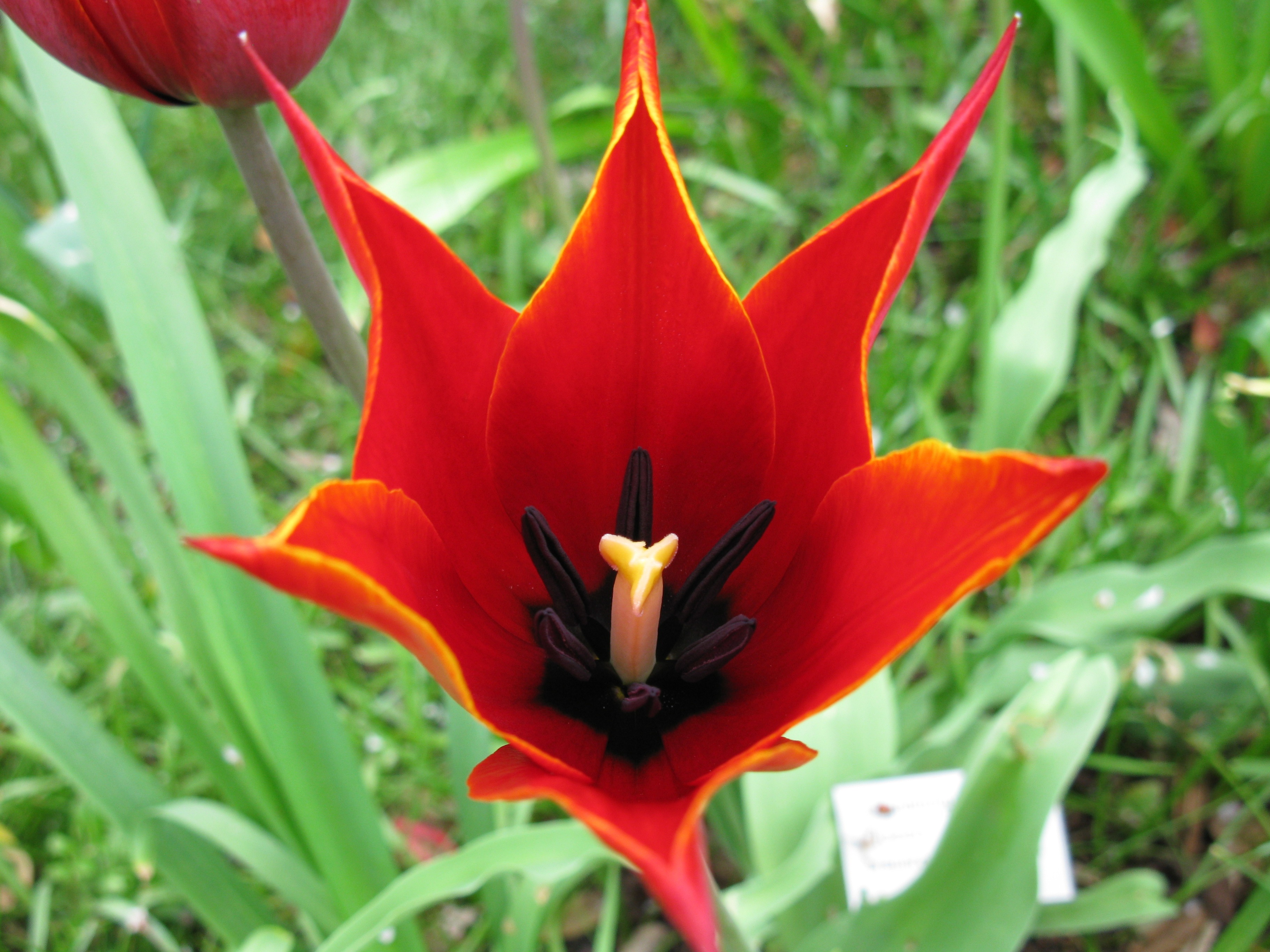 Red Tulip Garden free image download