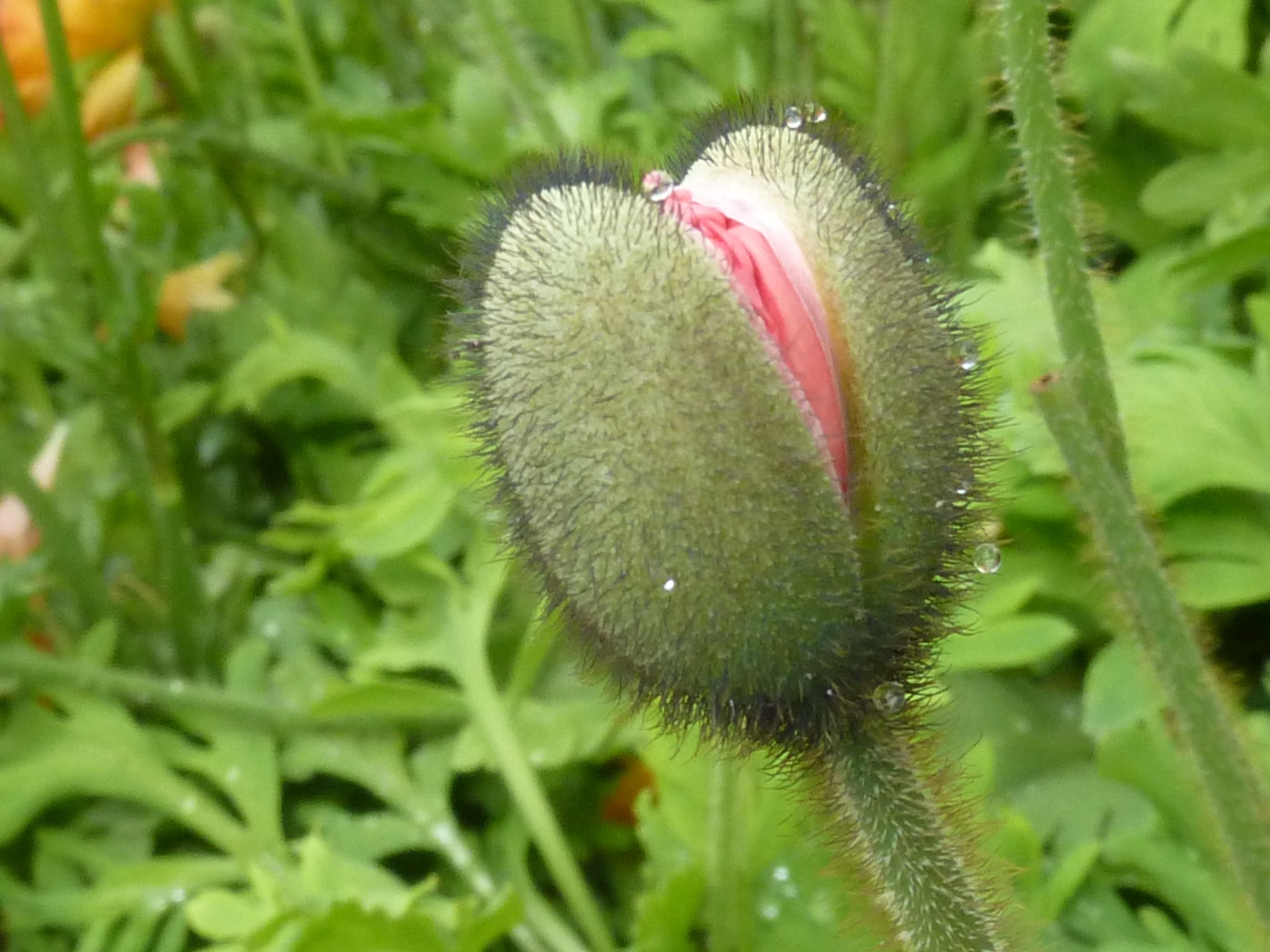 Poppy Bud Flower free image download