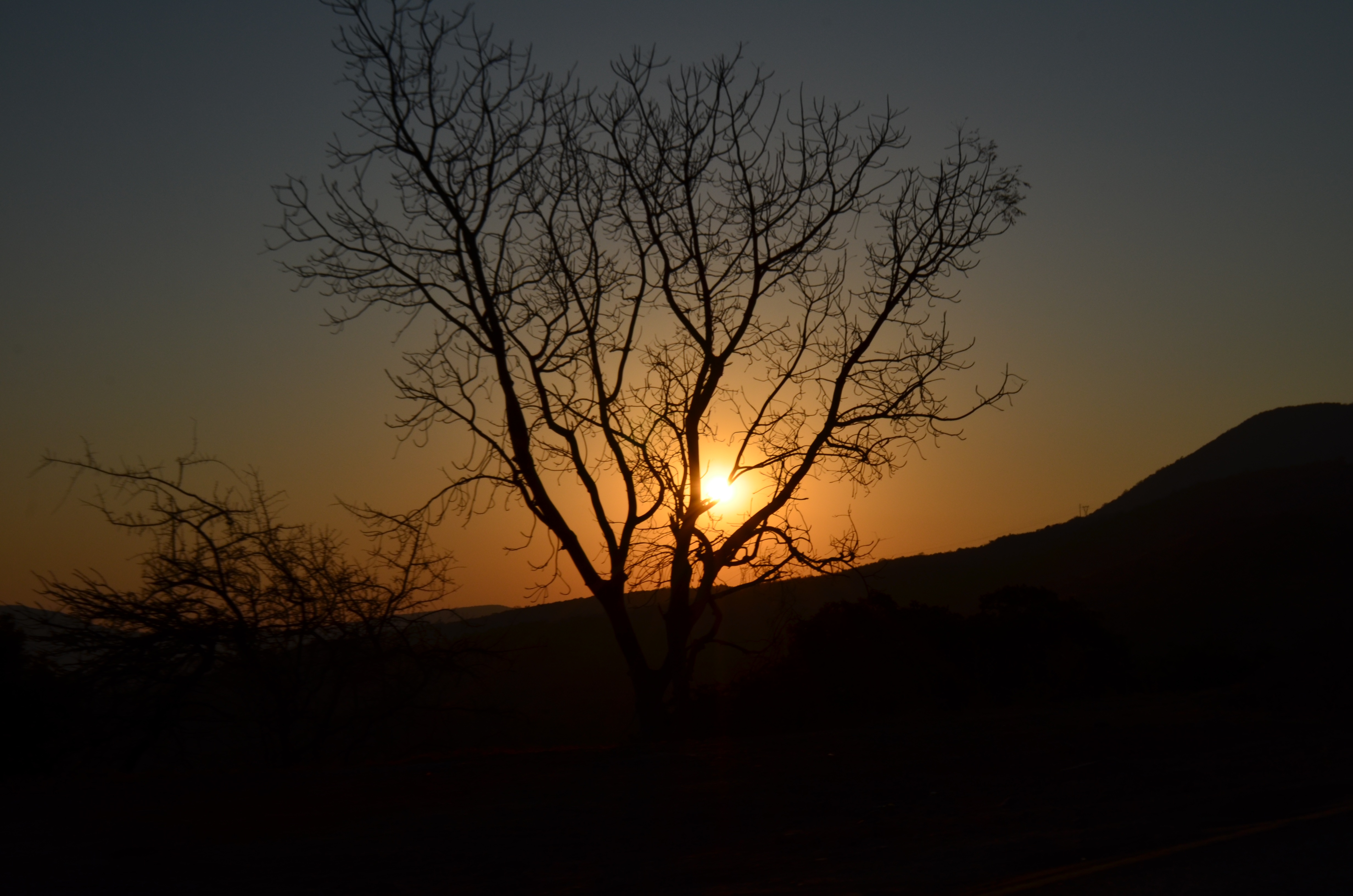Tree Sunset Sky free image download