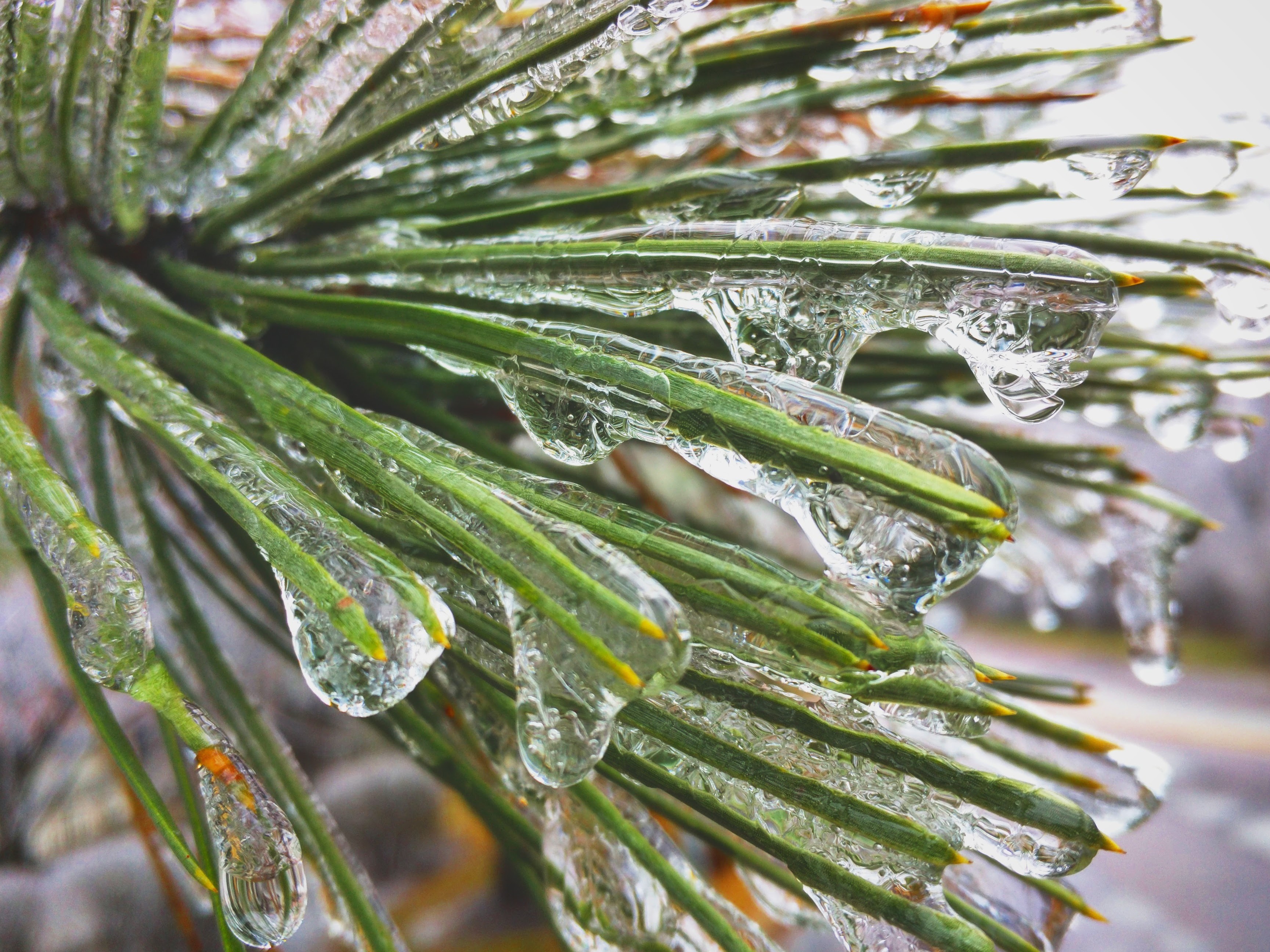 Frozen Alpine free image download