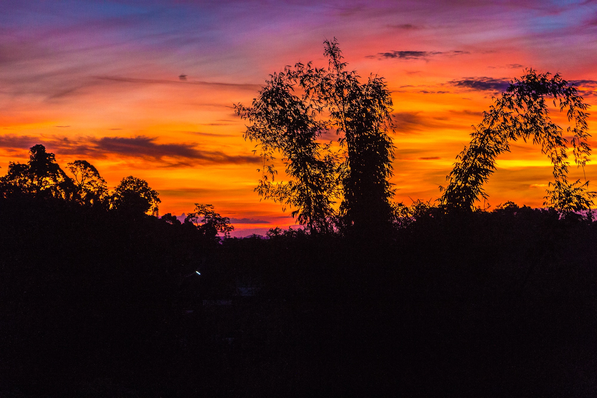Plants at sunset landscape free image download