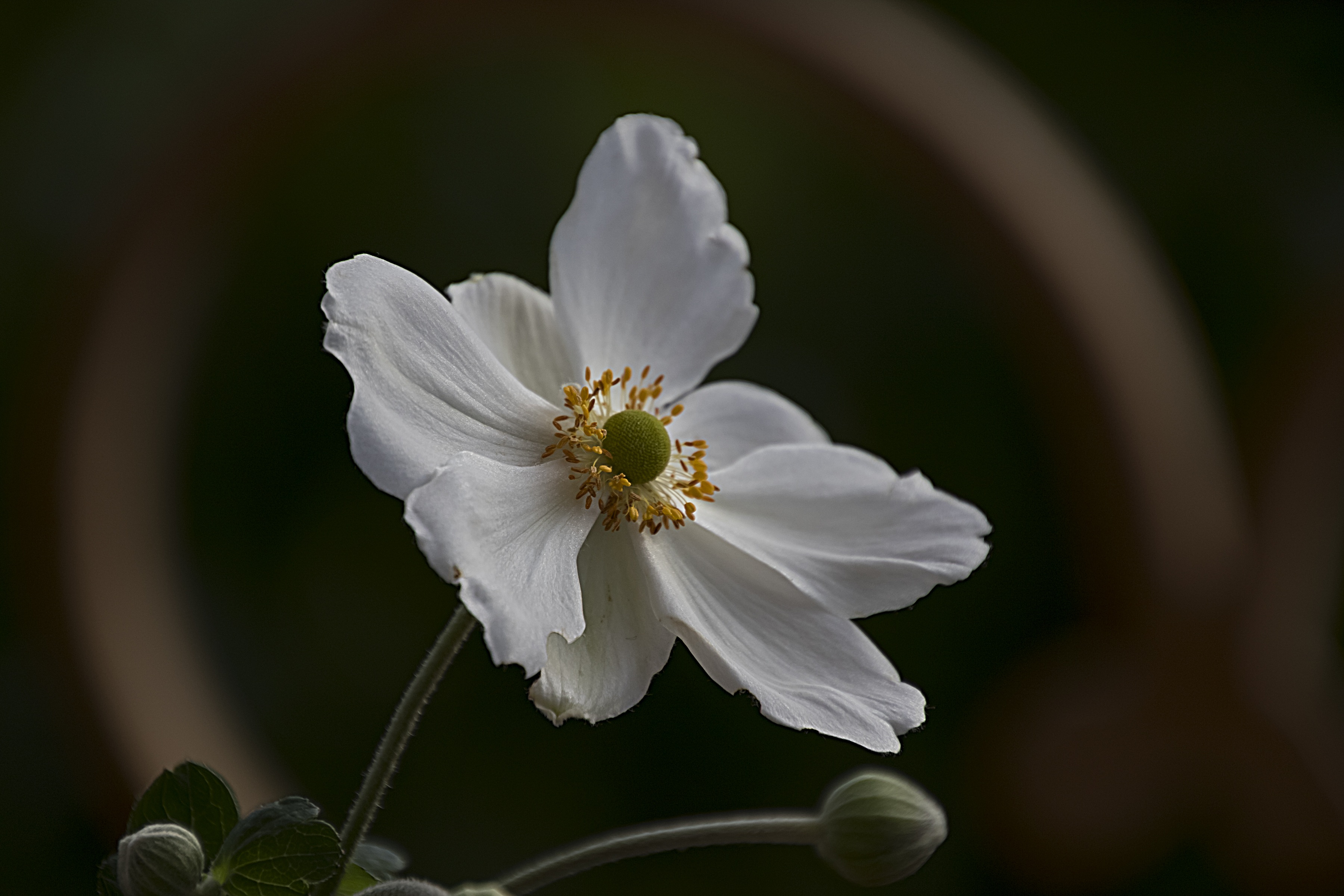 Spring white blooming flower free image download