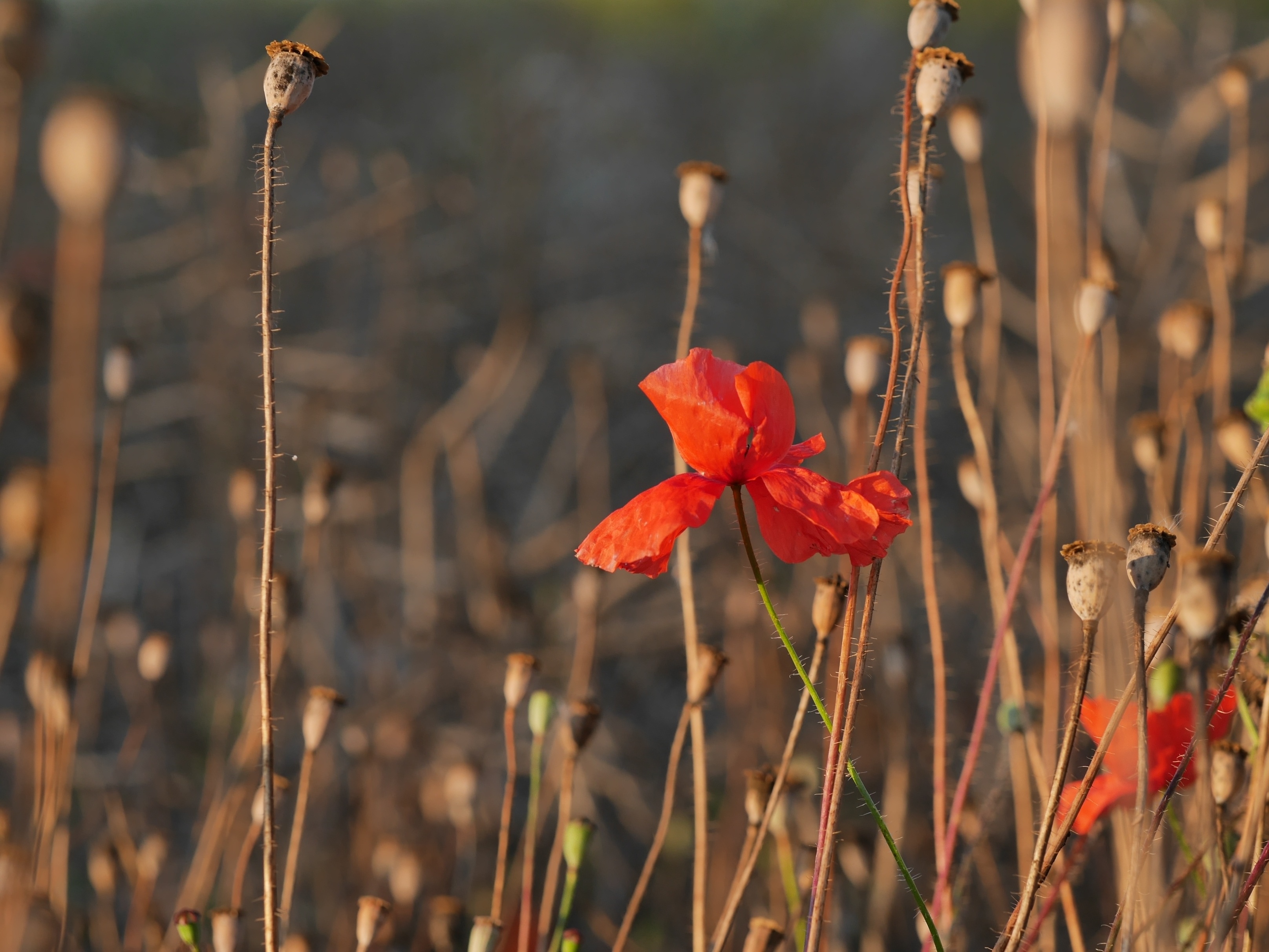 Poppy Capsules Edge Of free image download