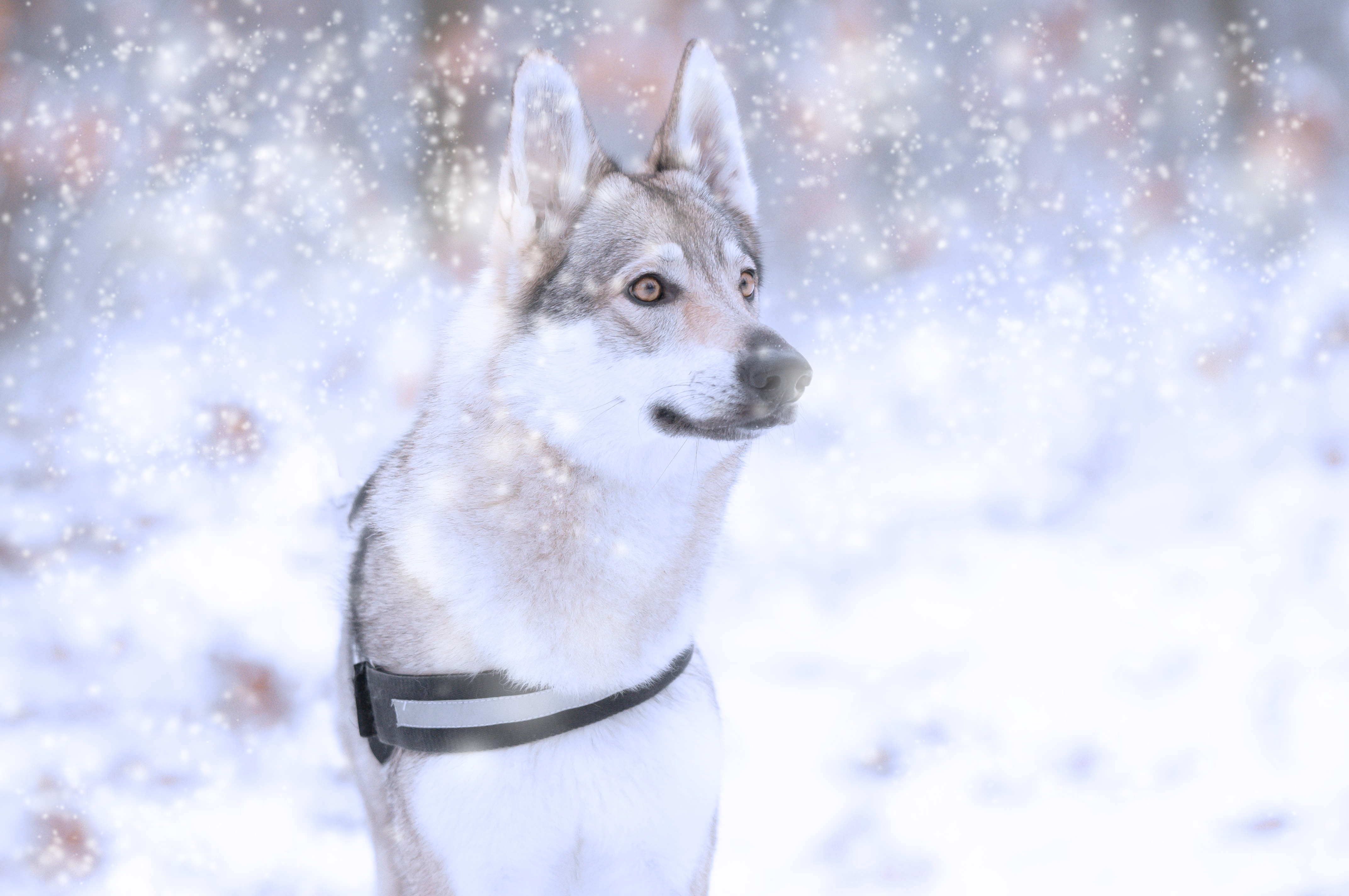 Dog Wolfdog Winter free image download
