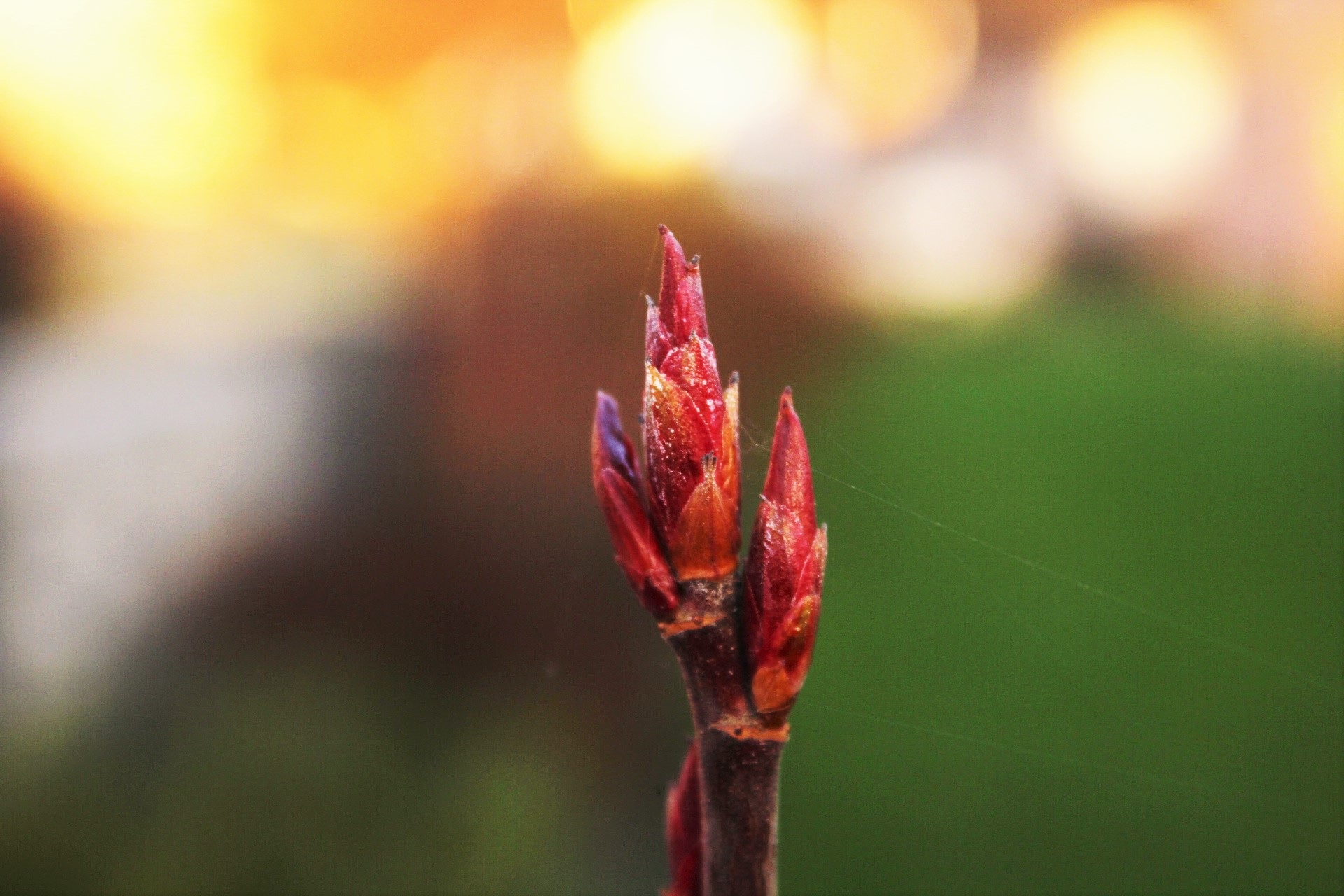 Autumn Red Bud free image download