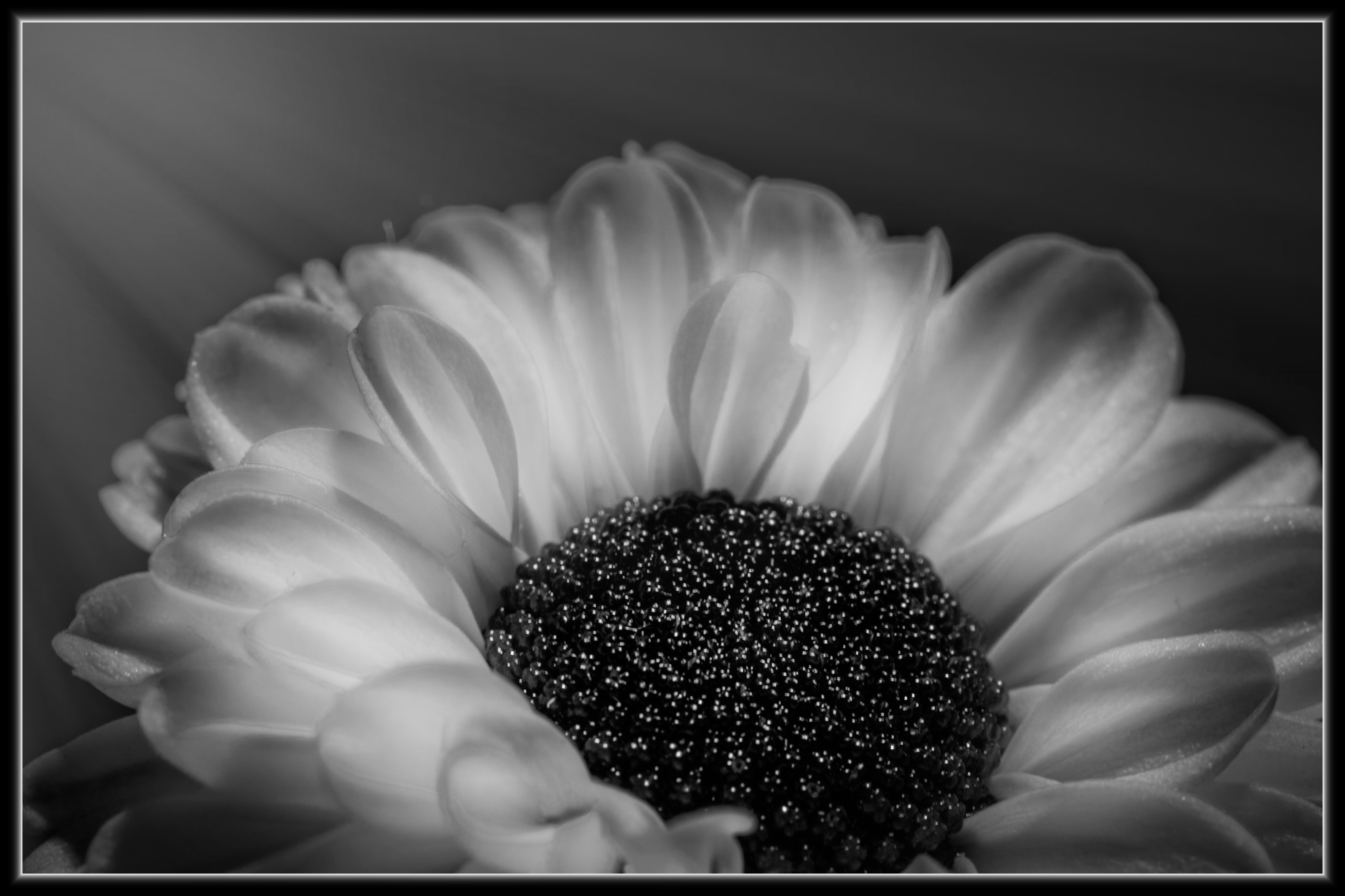 Flower Blossom Bloom free image download
