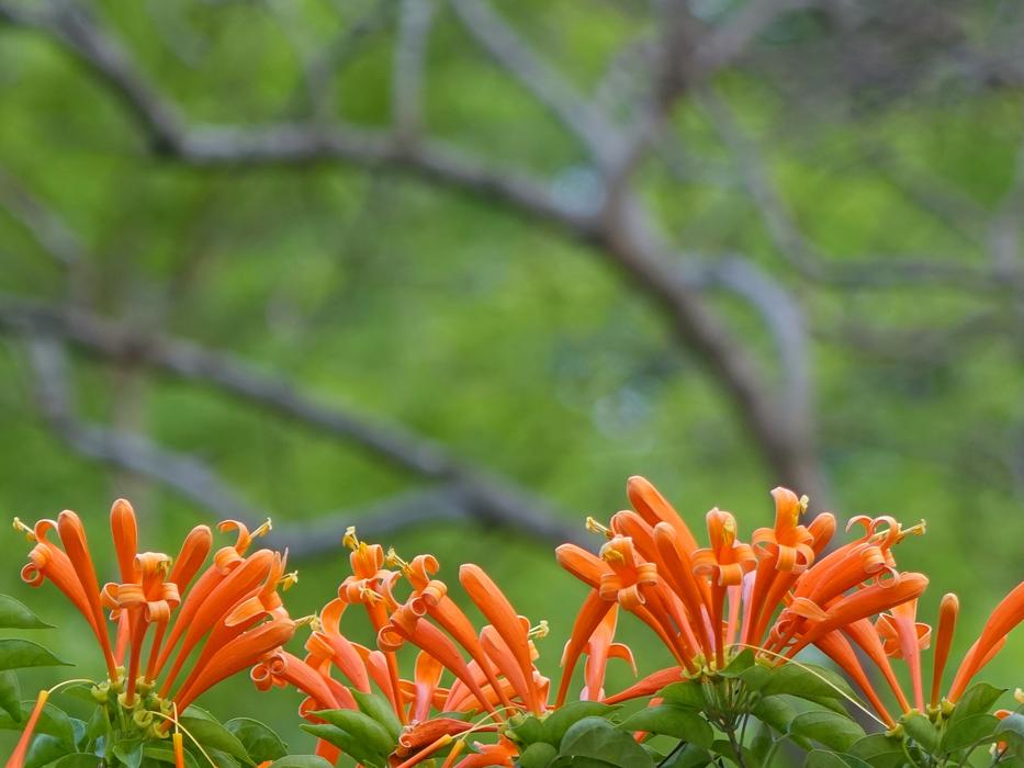Firecracker Flower Flame Vine free image download