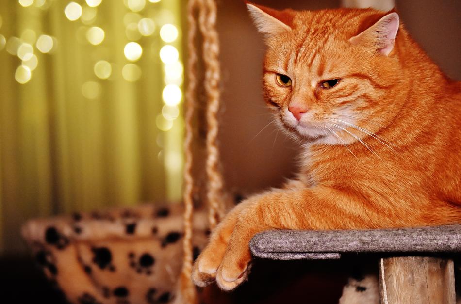 Cat Red Funny free image download