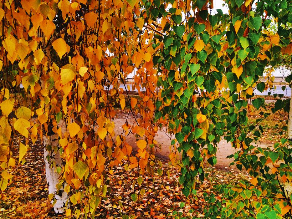 Colors Of Autumn Birch free image download