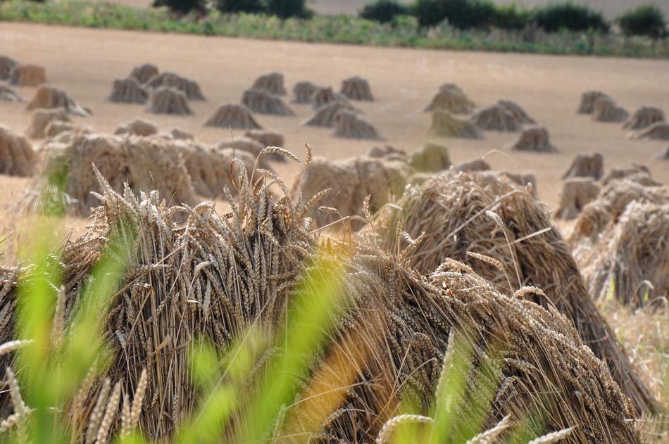 Dry wheat harvest in the field free image download