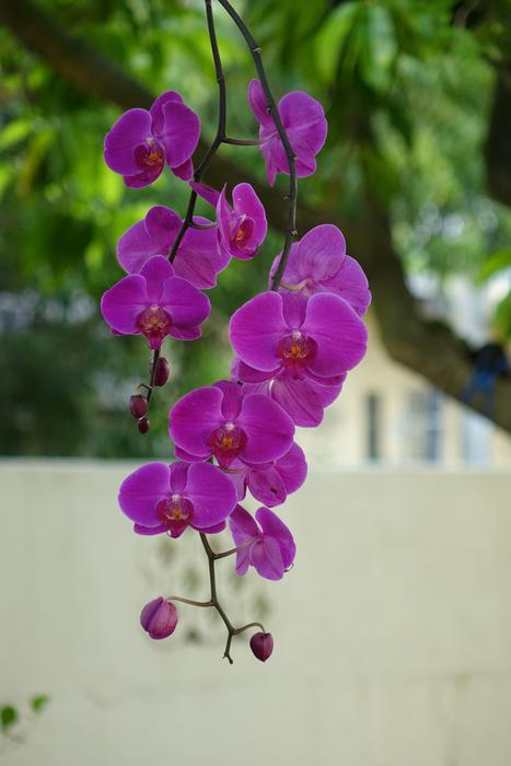 Dangling purple flowers free image download