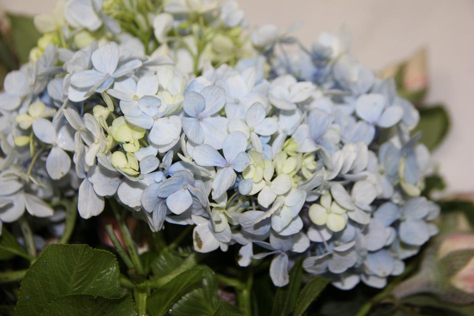 Blue Hydrangeas Flower Arrangement free image download