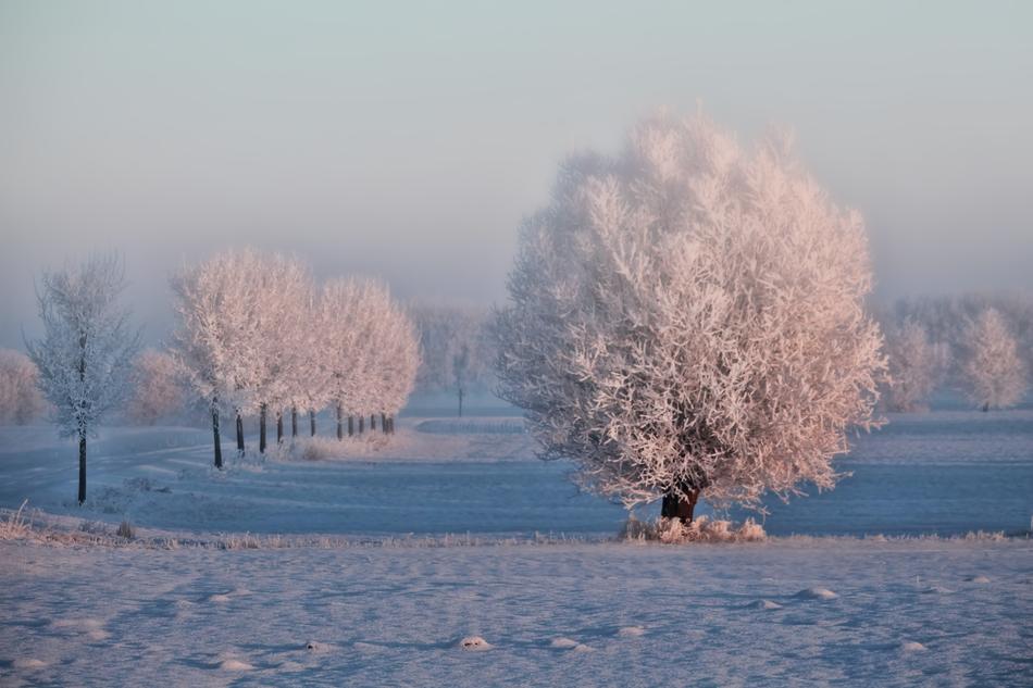 Winter Morning Sun Trees free image download