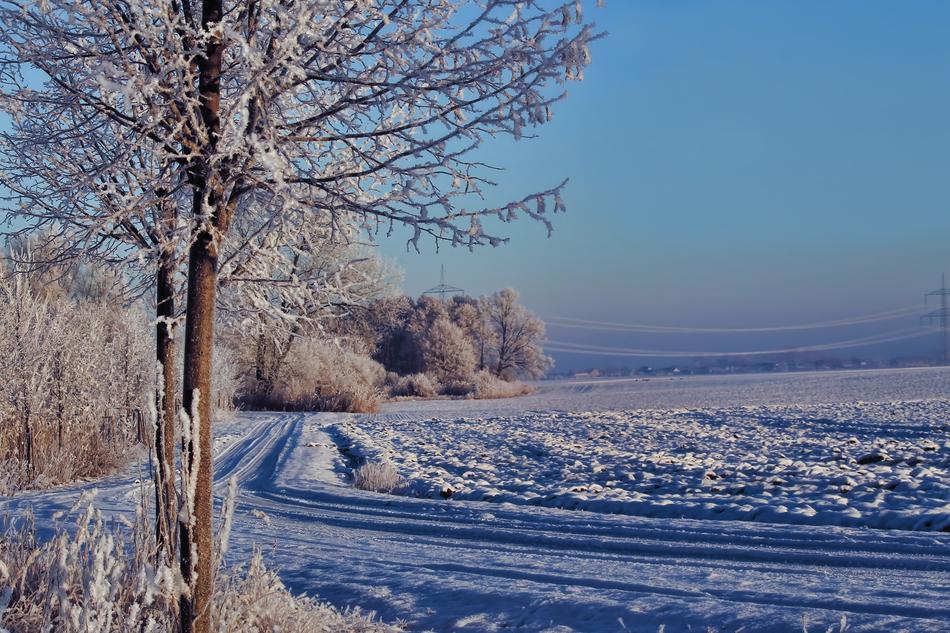 Winter Morning Sun Trees free image download