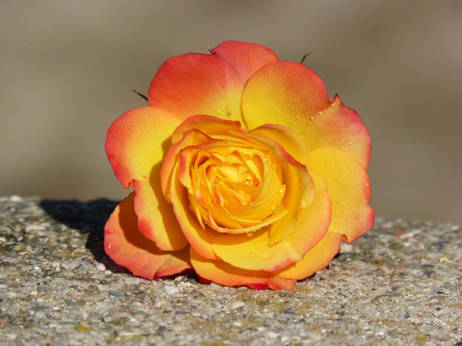 Beautiful fragrant flower bud free image download