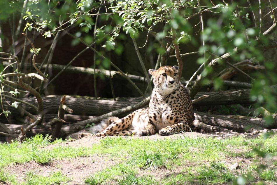 Lepard Animals Predators free image download