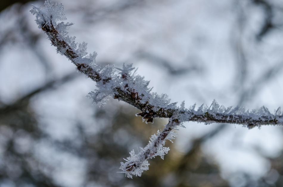 Ice Branch Winter free image download