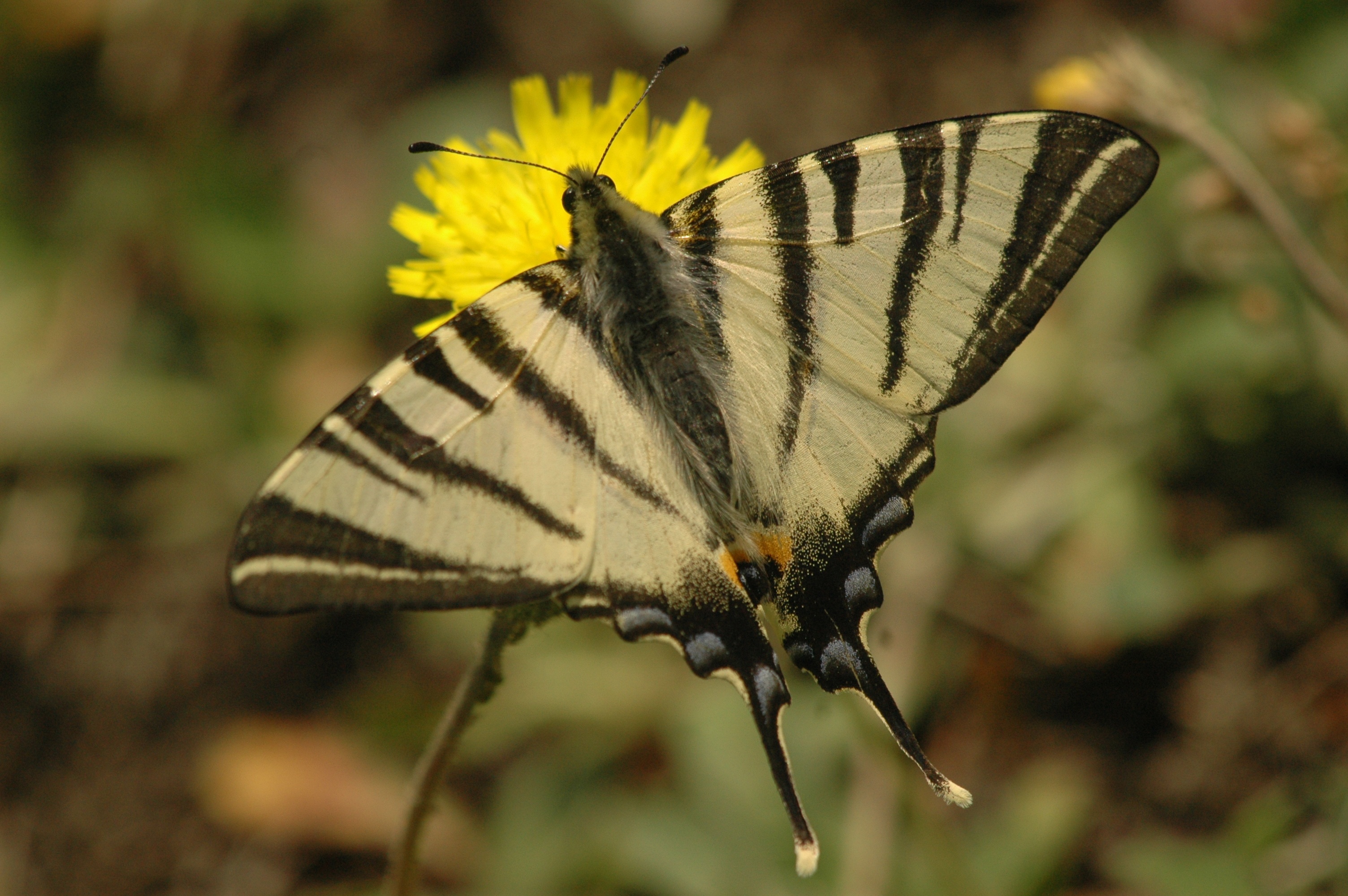 Appalachian Tiger Butterfly free image download