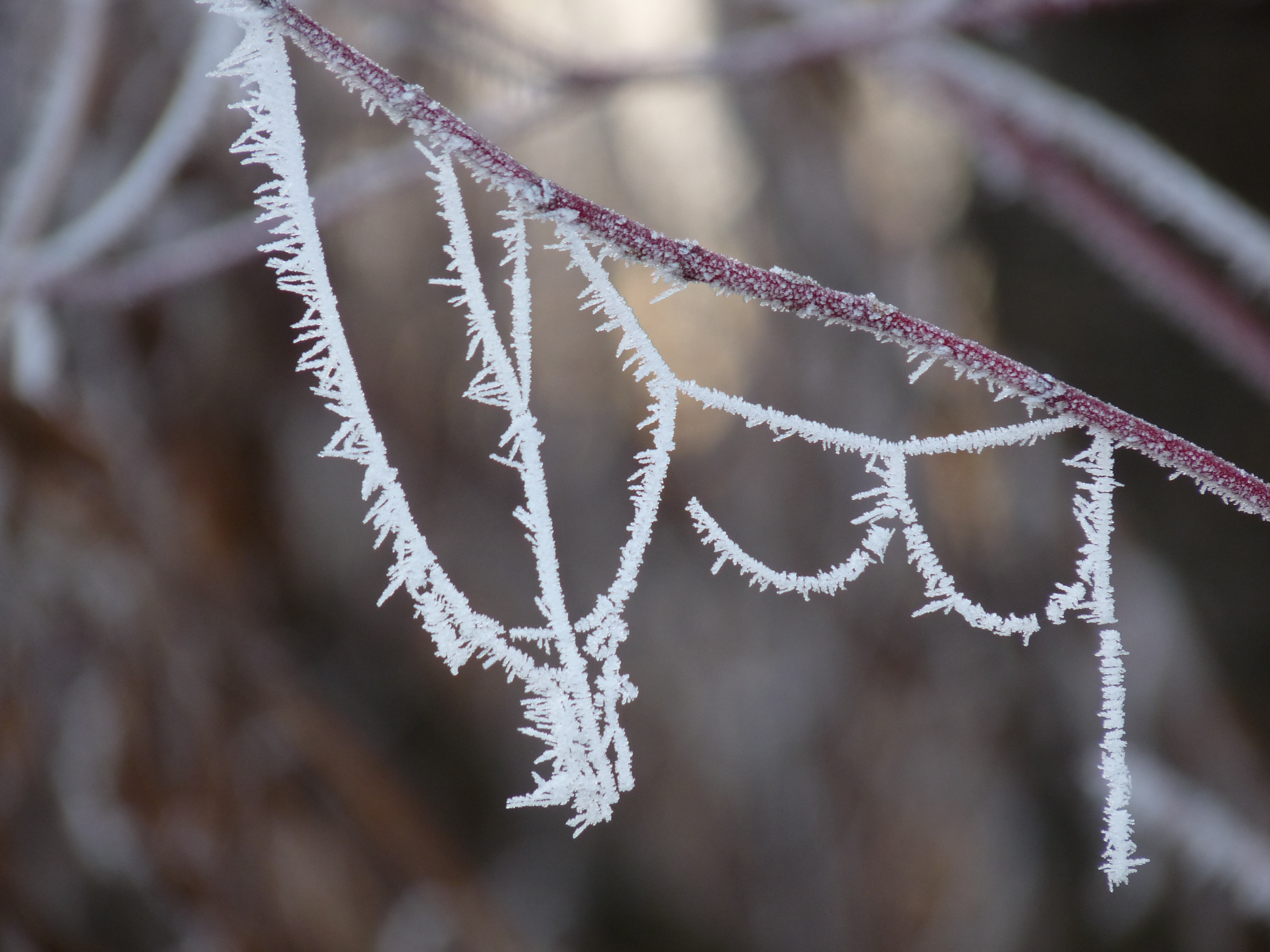 Thin tree branches in the snow free image download