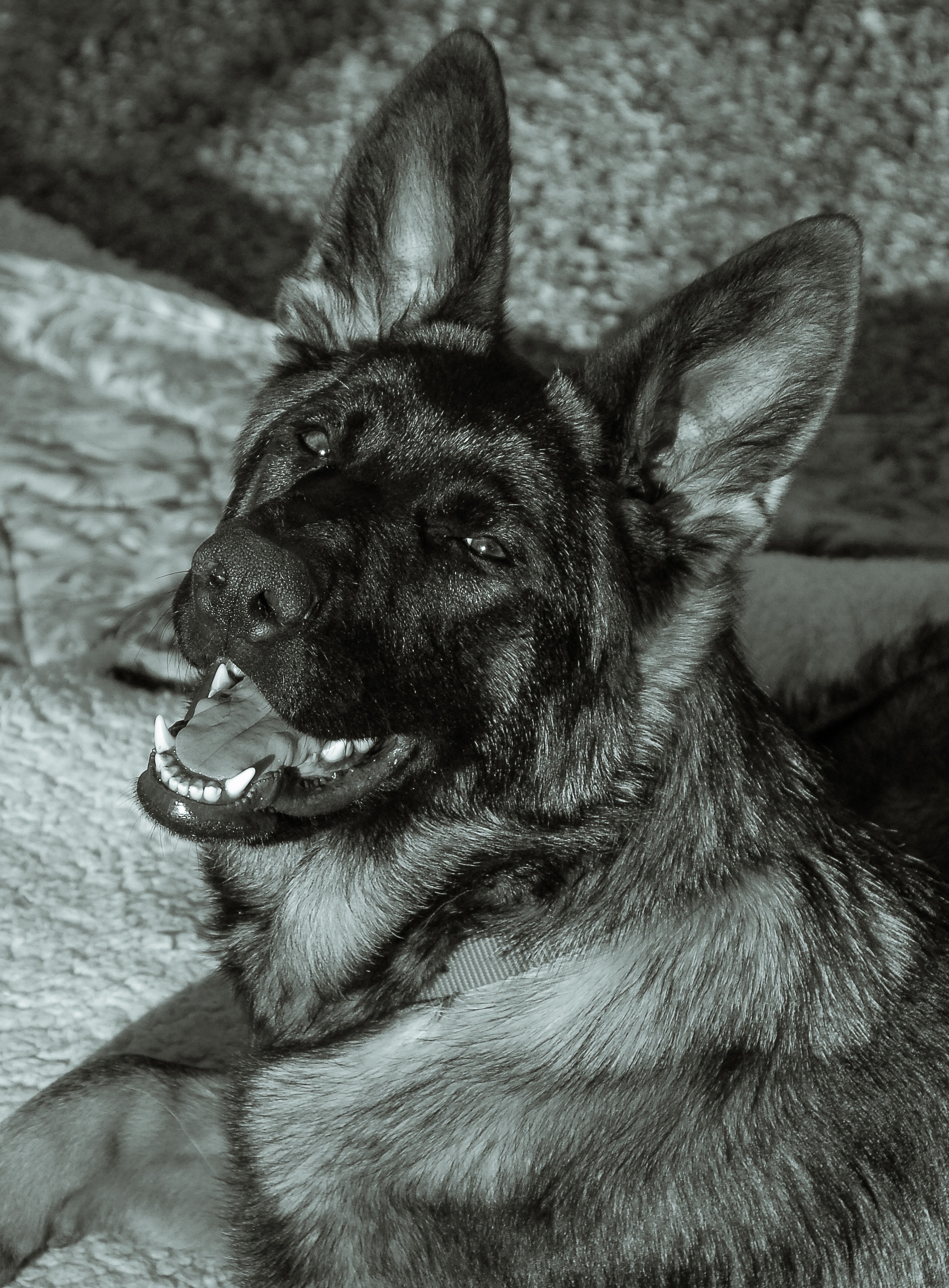 Dog with sharp teeth, German Shepherd free image download