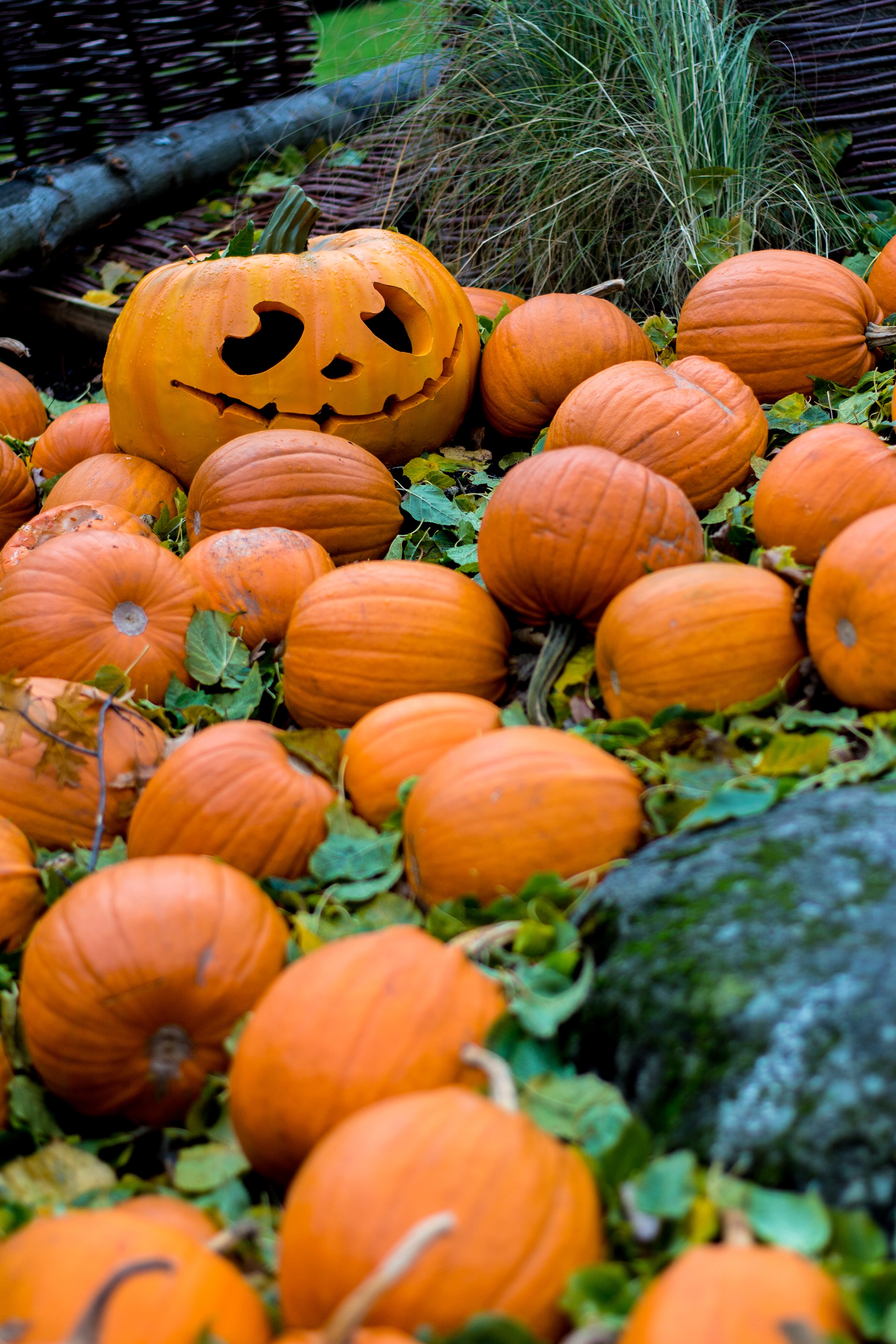Halloween Autumn free image download