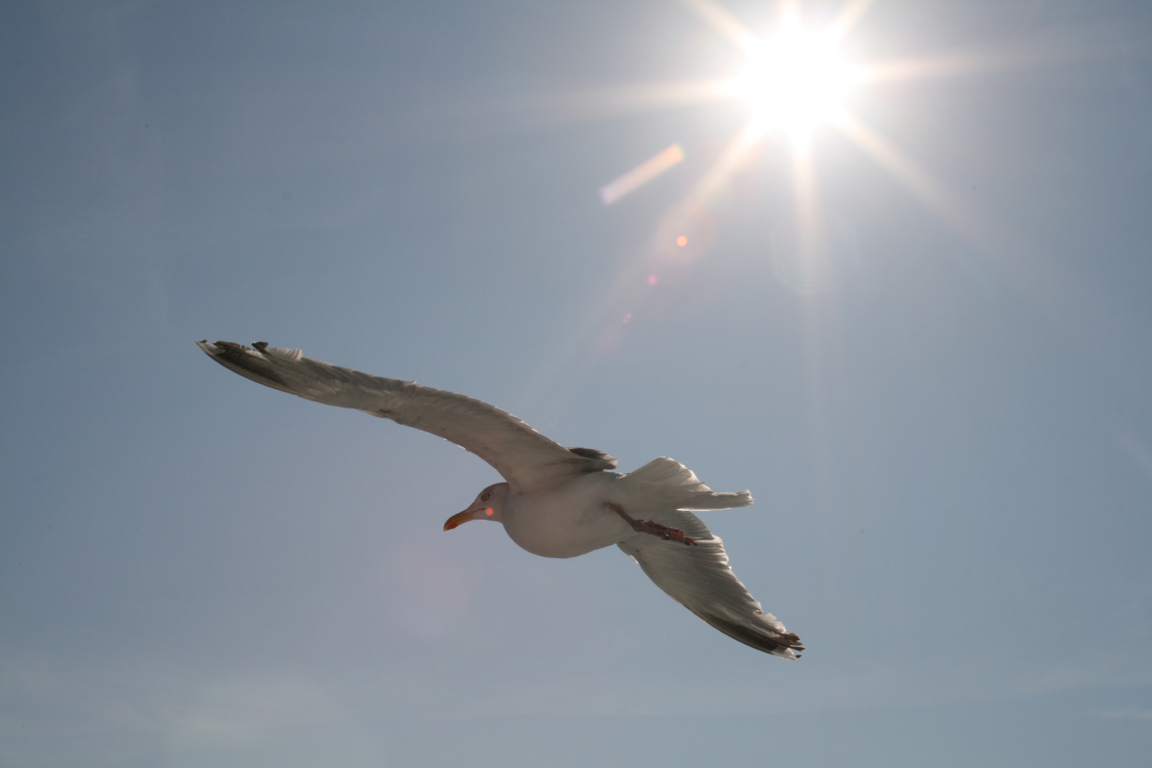 Gull Sky Sun free image download