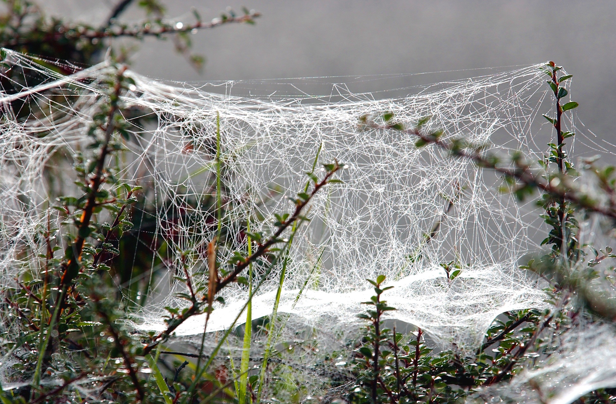 Cobweb Winter Frost free image download