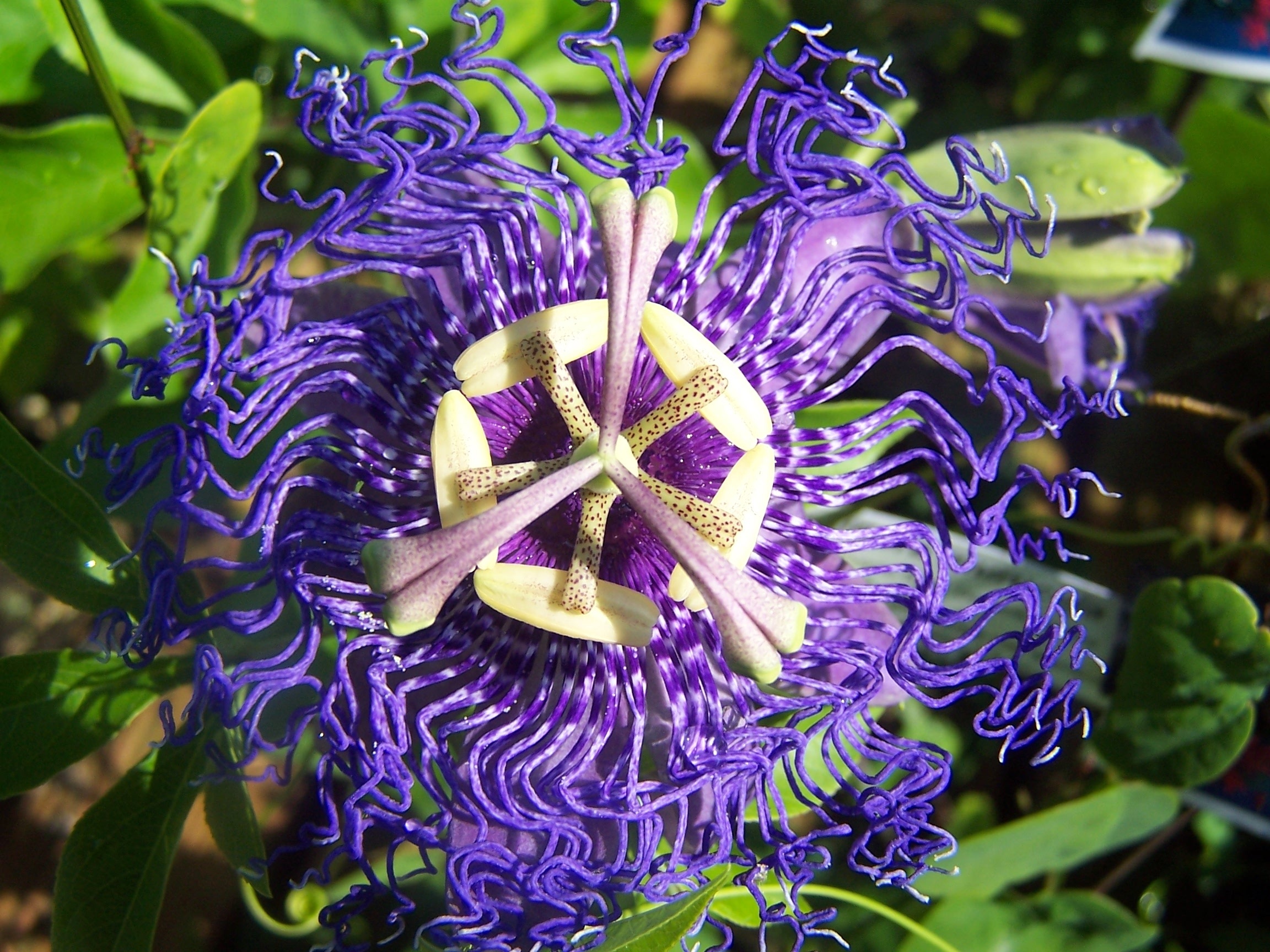 Passiflora Velvet Blue Creeper free image download
