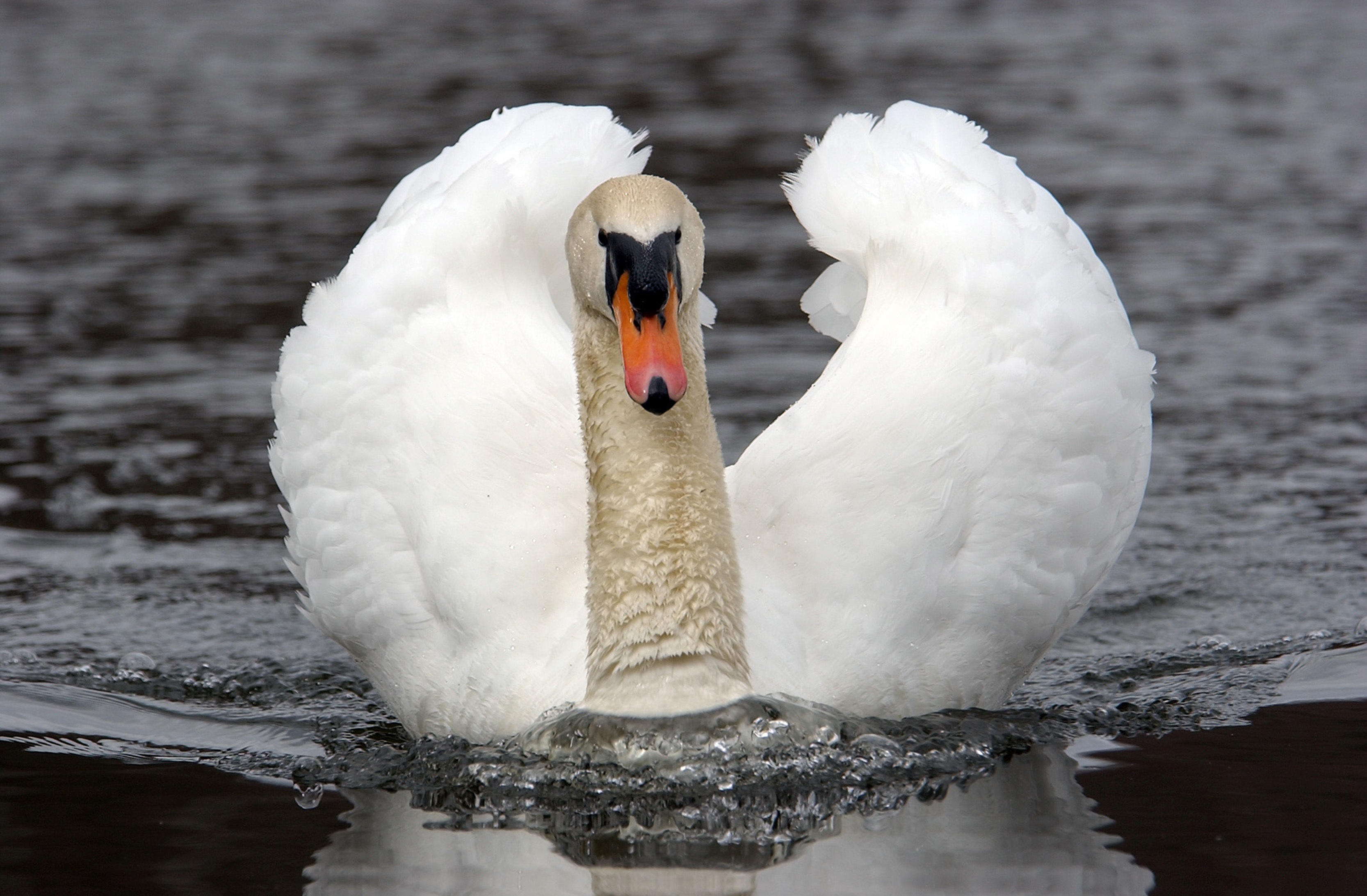 Beautiful swan in the lake free image download