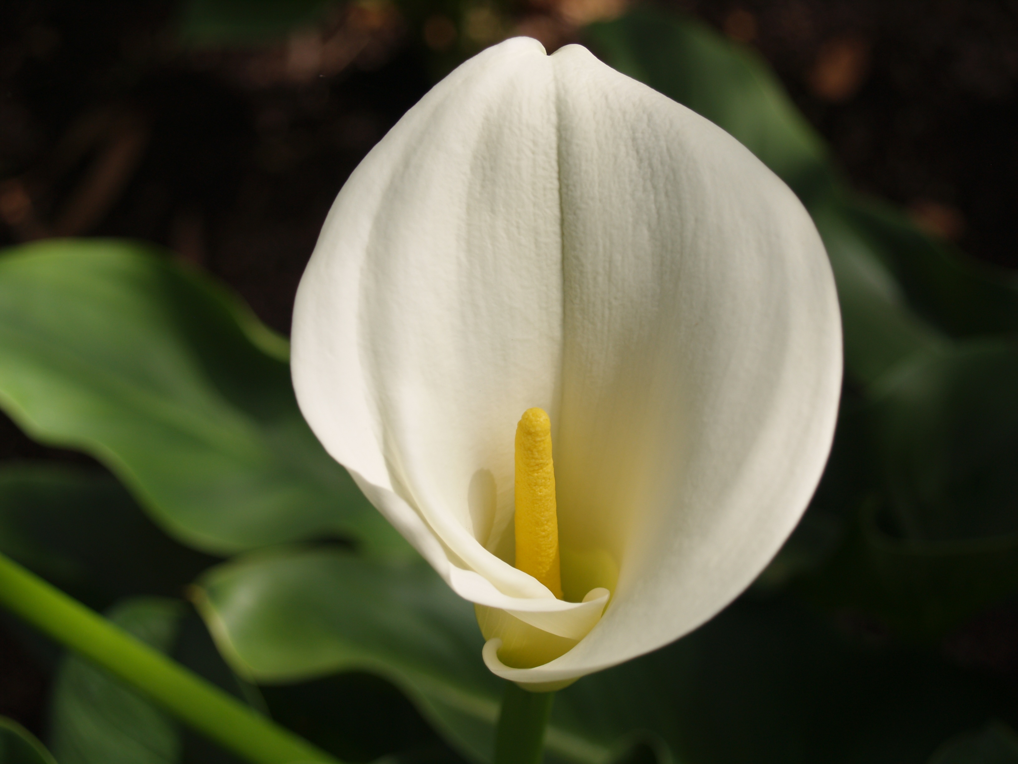 Calla Flower Floral free image download