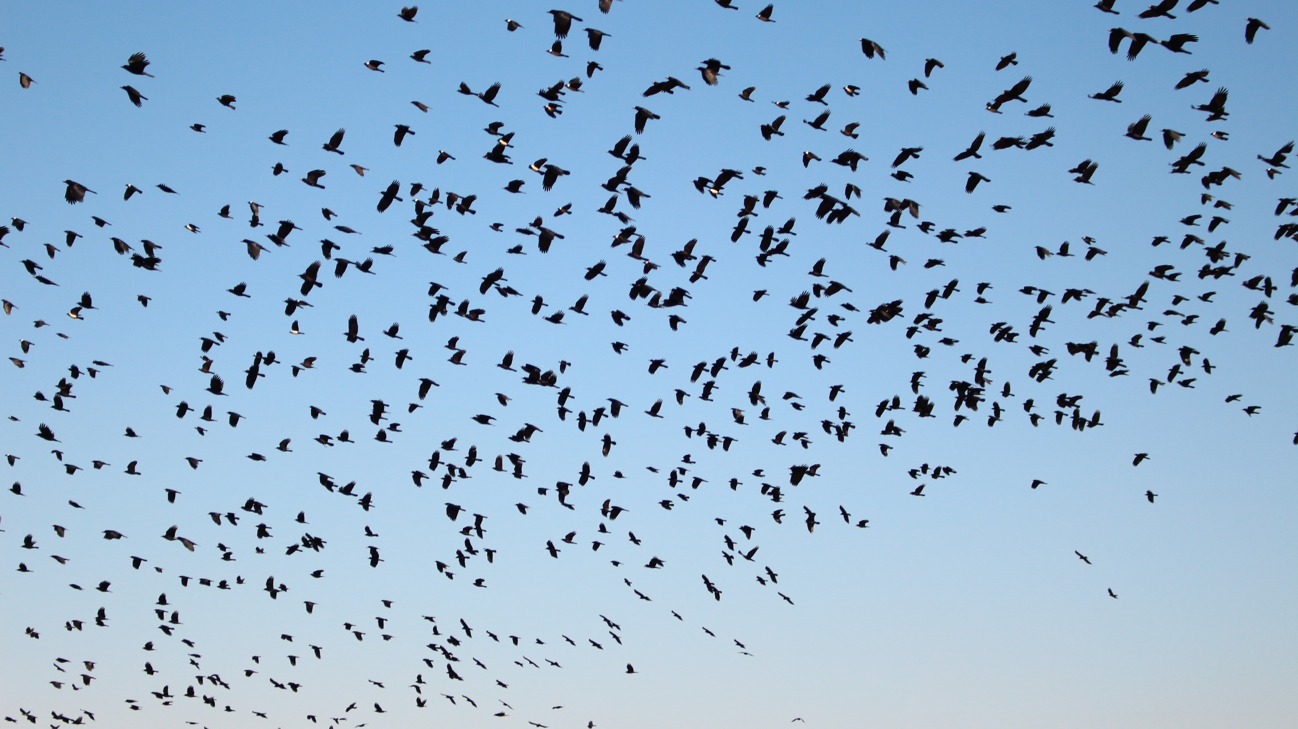 Daw Daurian Jackdaw Ash Crow free image download