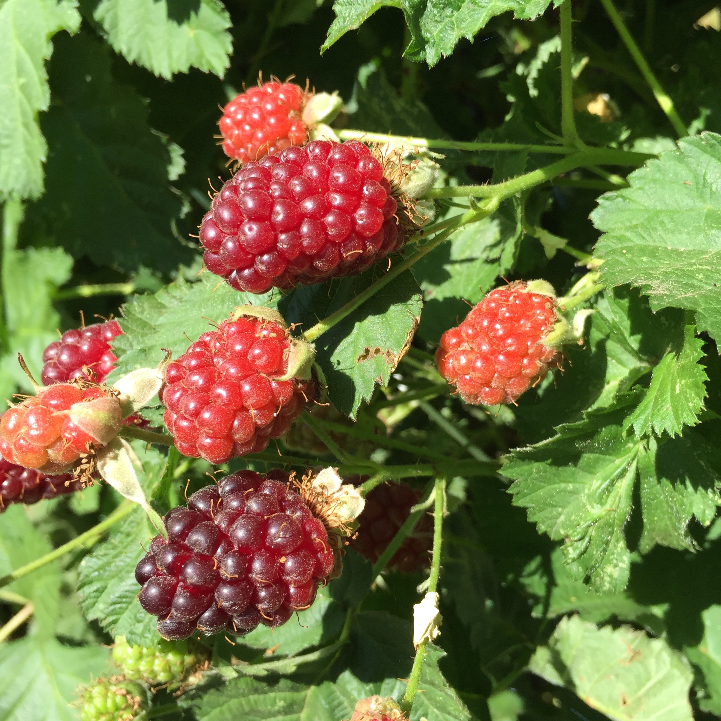 Berry Blackberry Harvest free image download