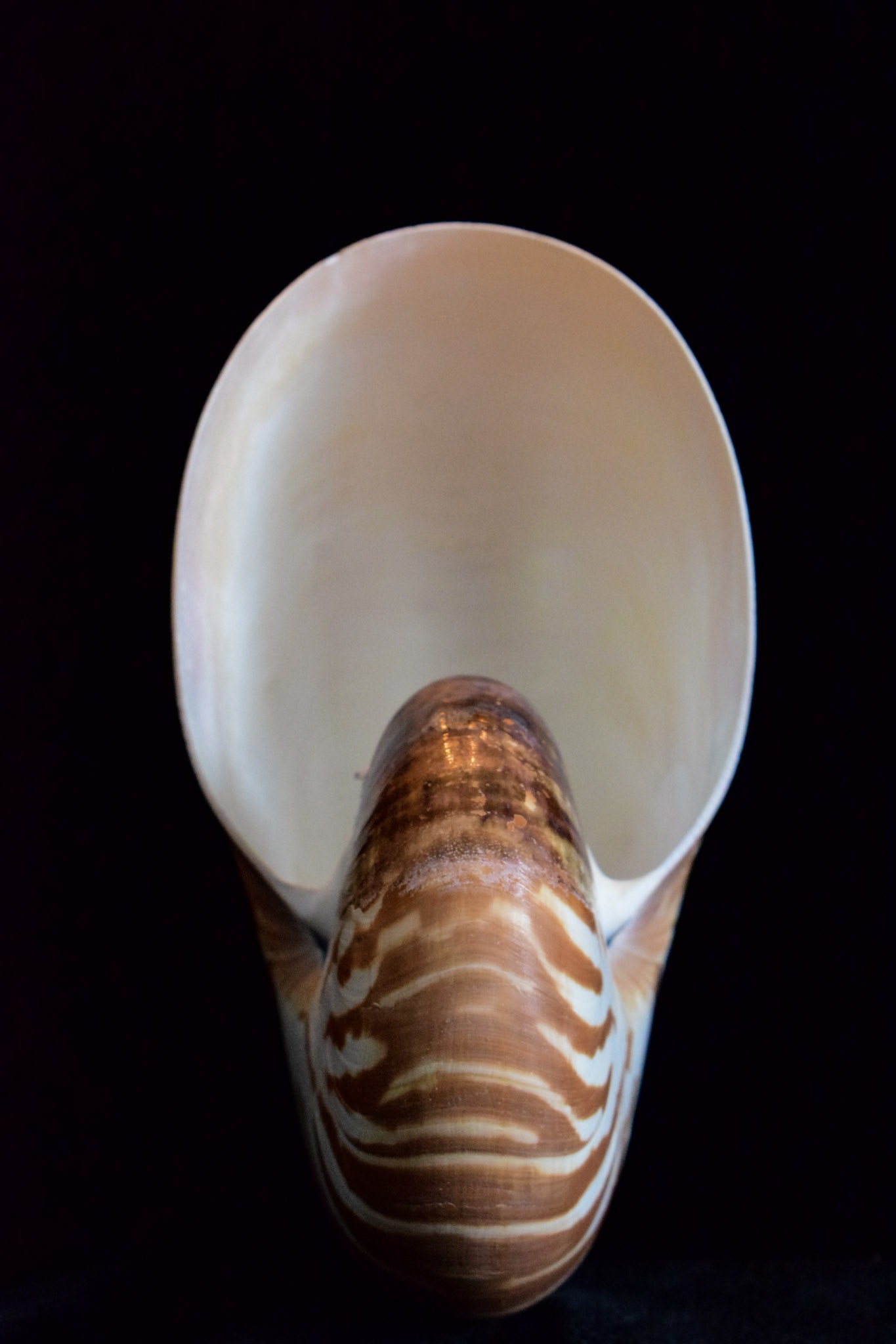Sea Shell Nautilus free image download