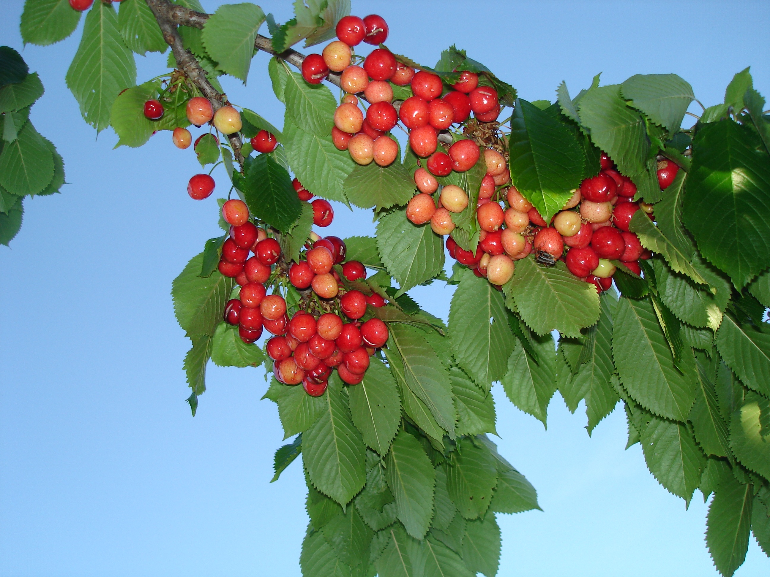 Cherries Spring Fruit free image download