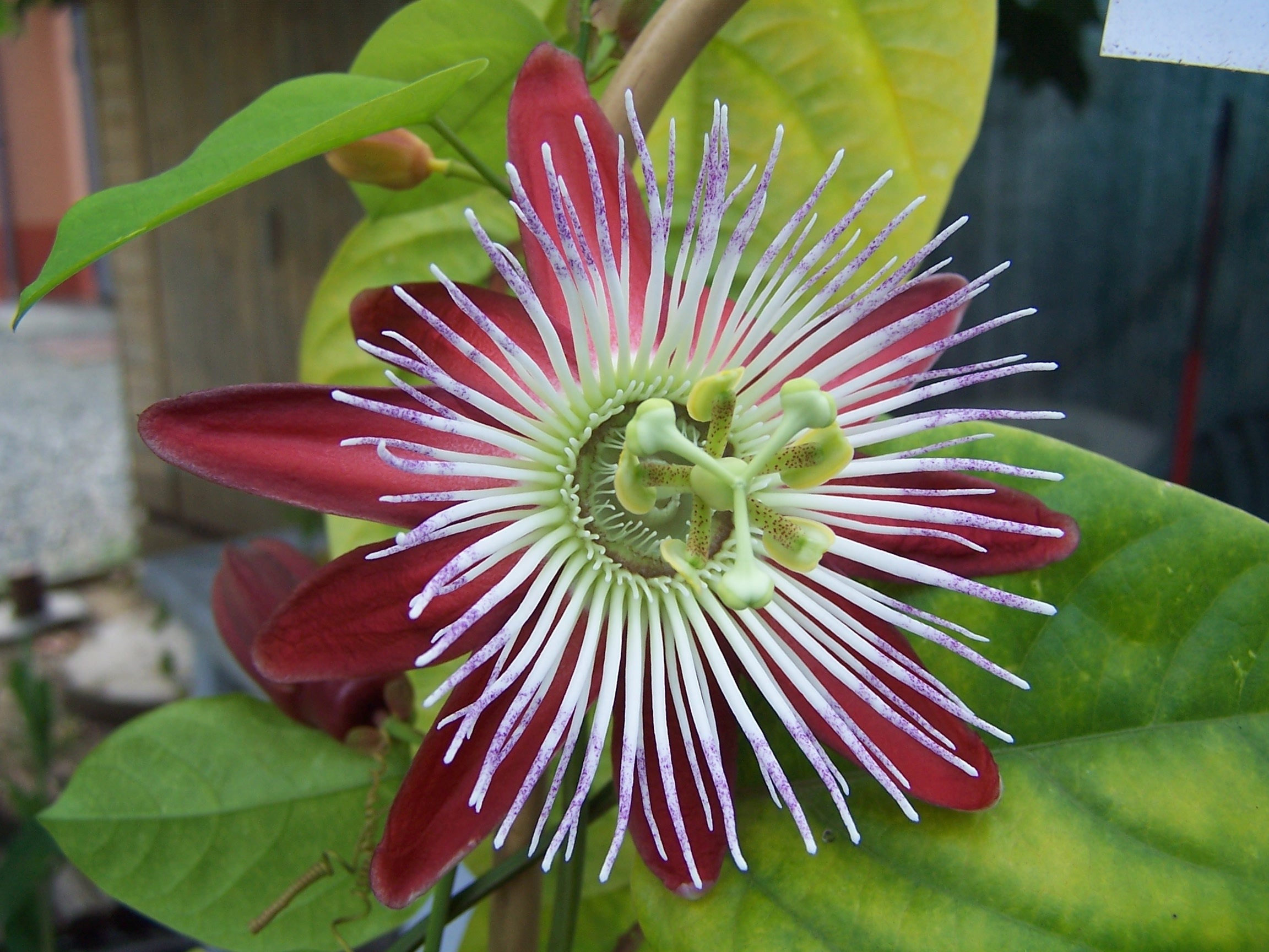 Passiflora Tropicale Creeper free image download