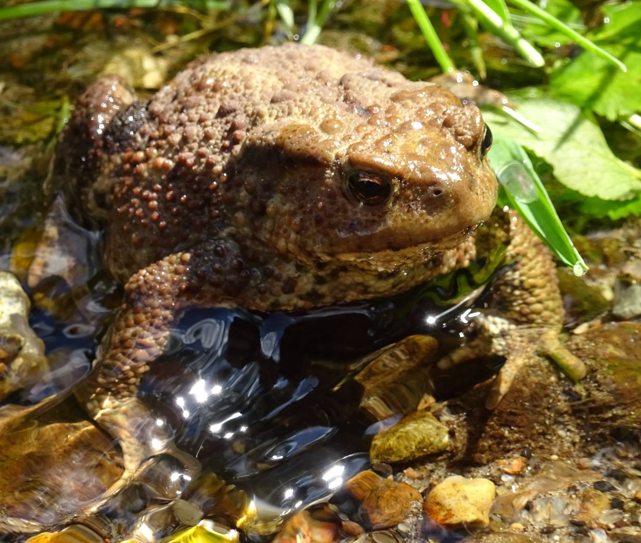 Frog Toad free image download