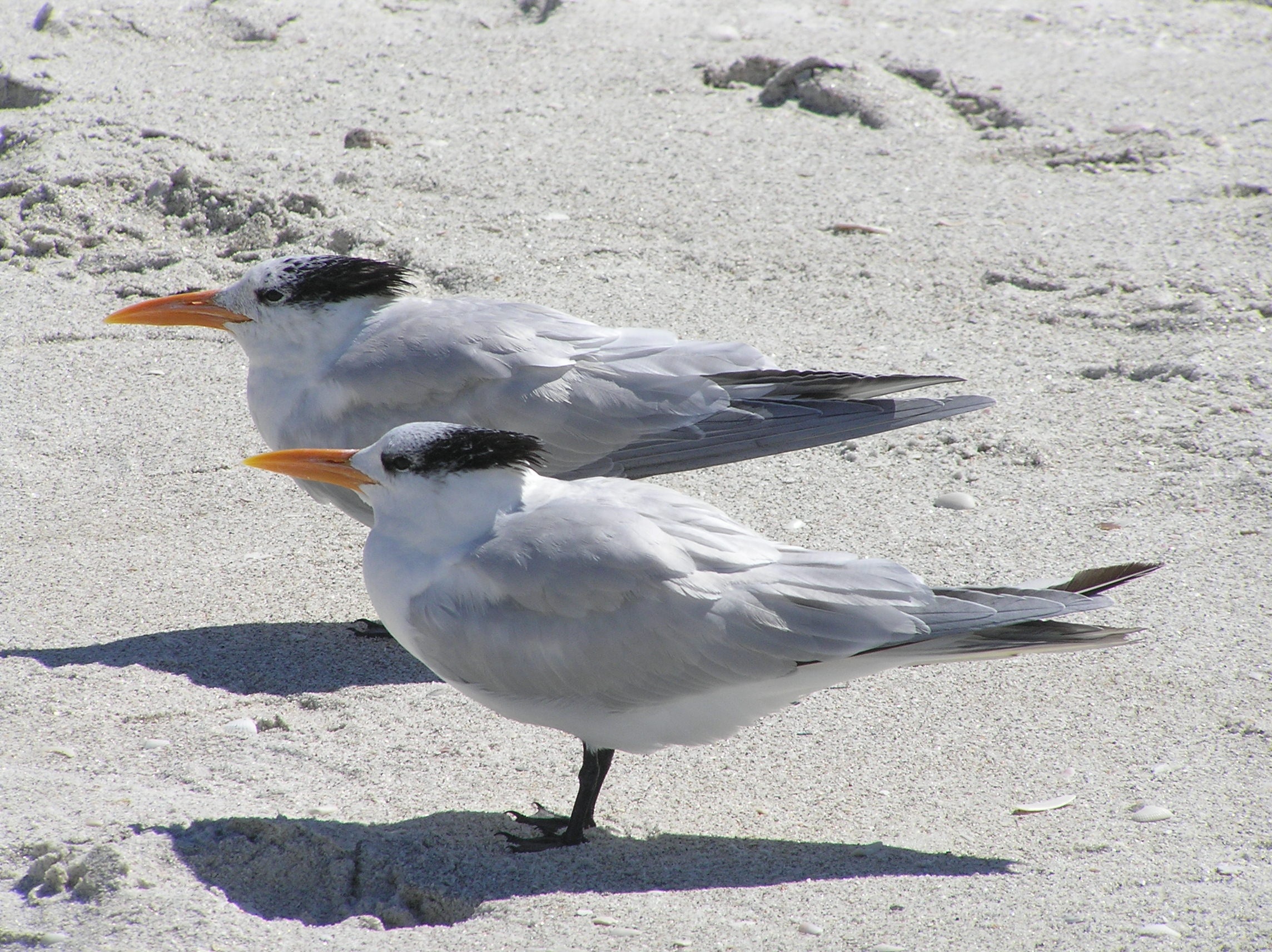 Florida Royal Tern Terns free image download