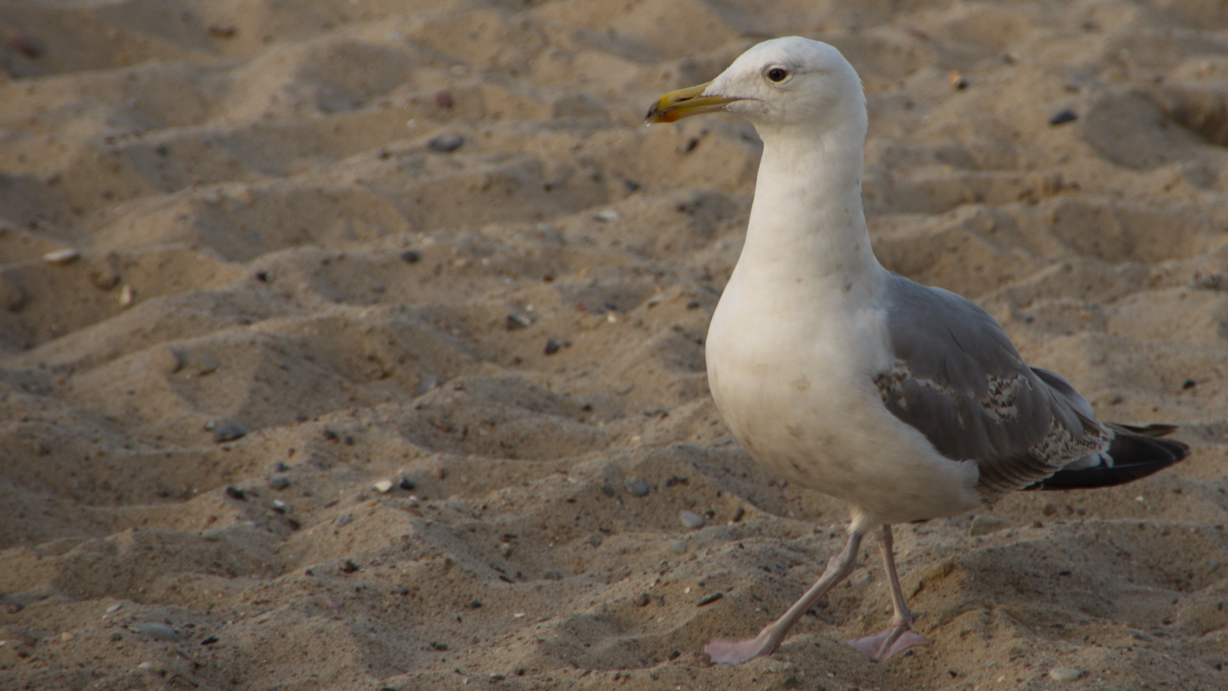 Seagull Beach Bird free image download