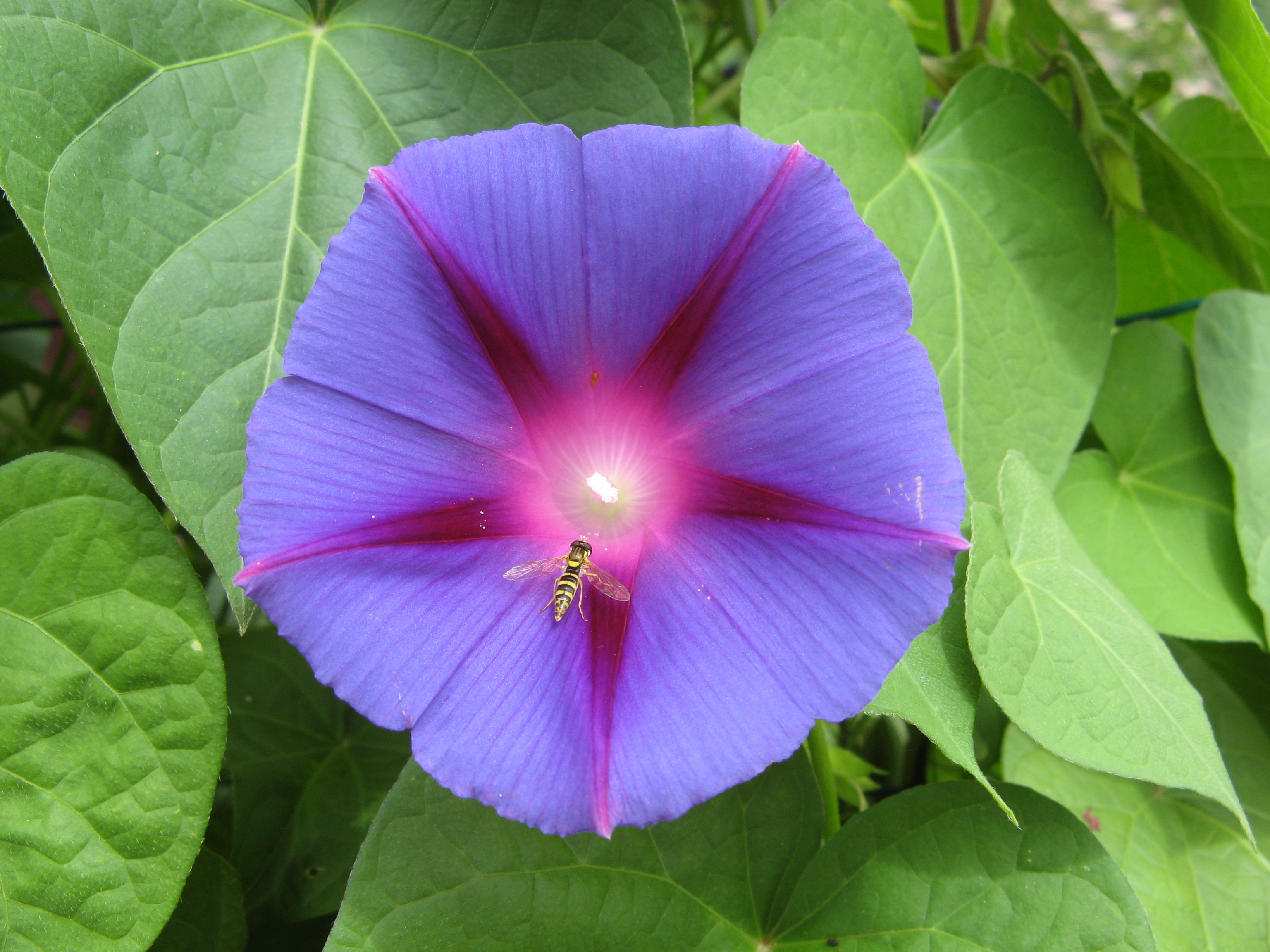 Purple Flower Solanum Brent free image download