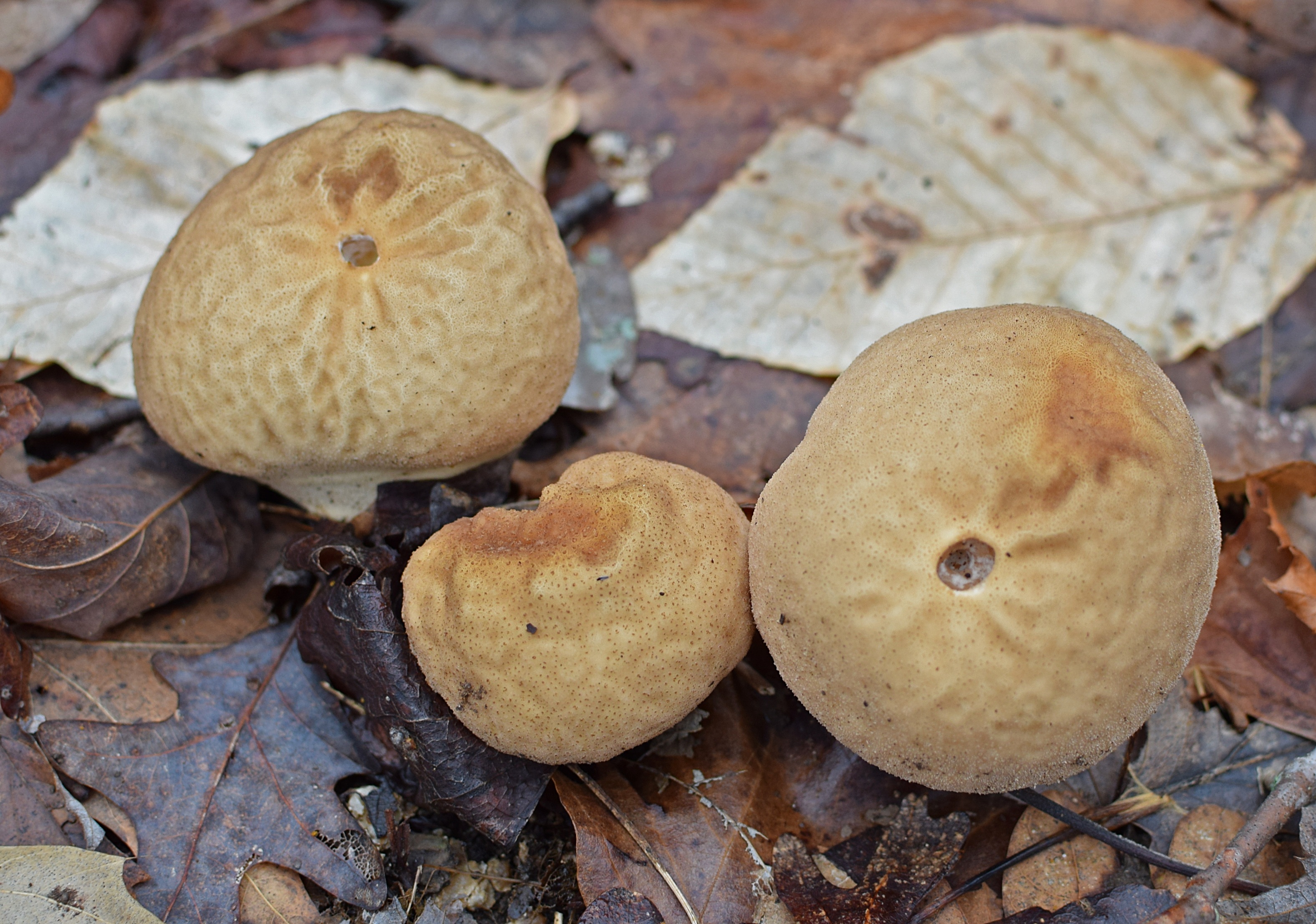 Puffball Mushrooms Fungi free image download