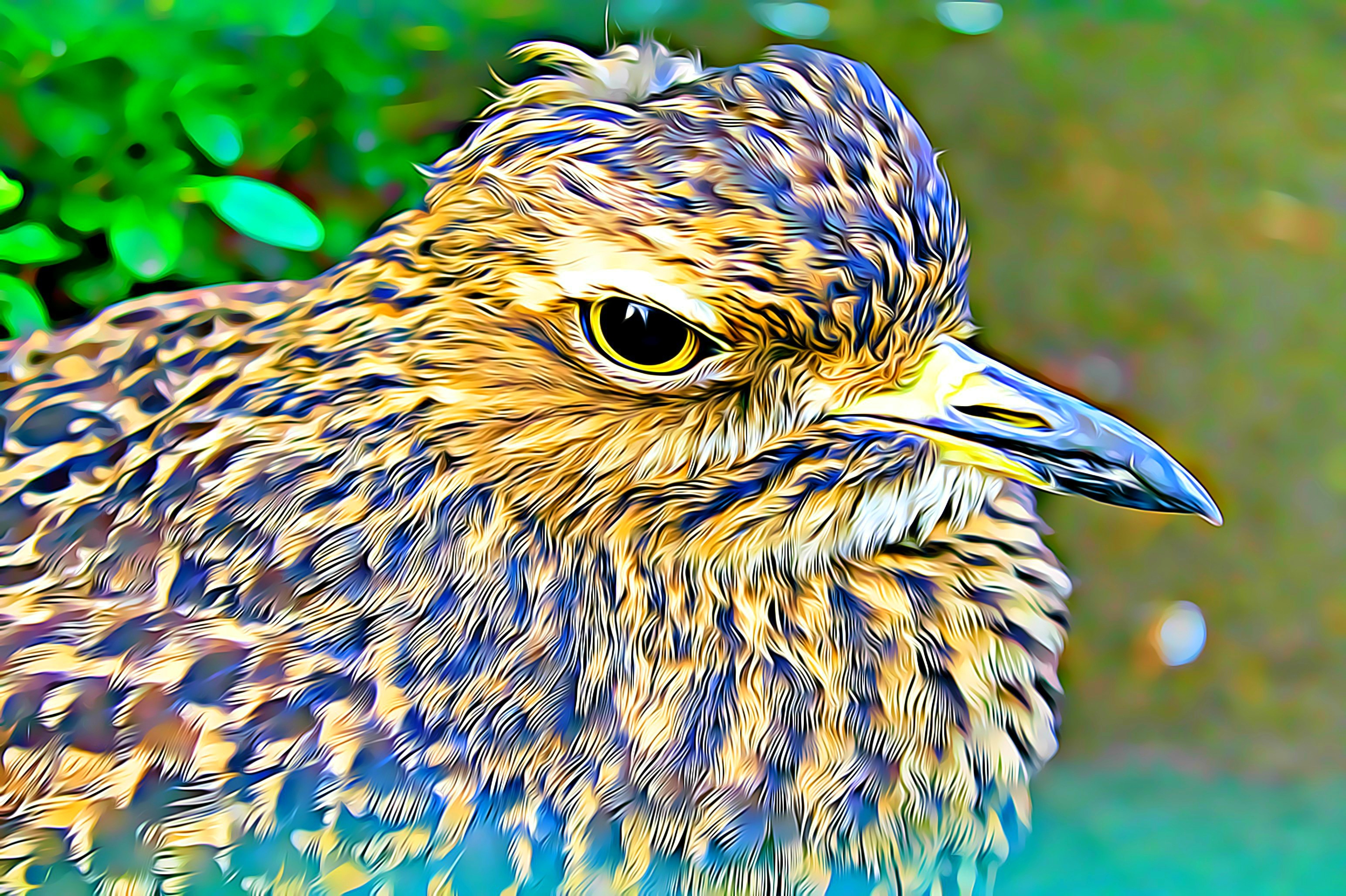 Digital image of a winged bird free image download