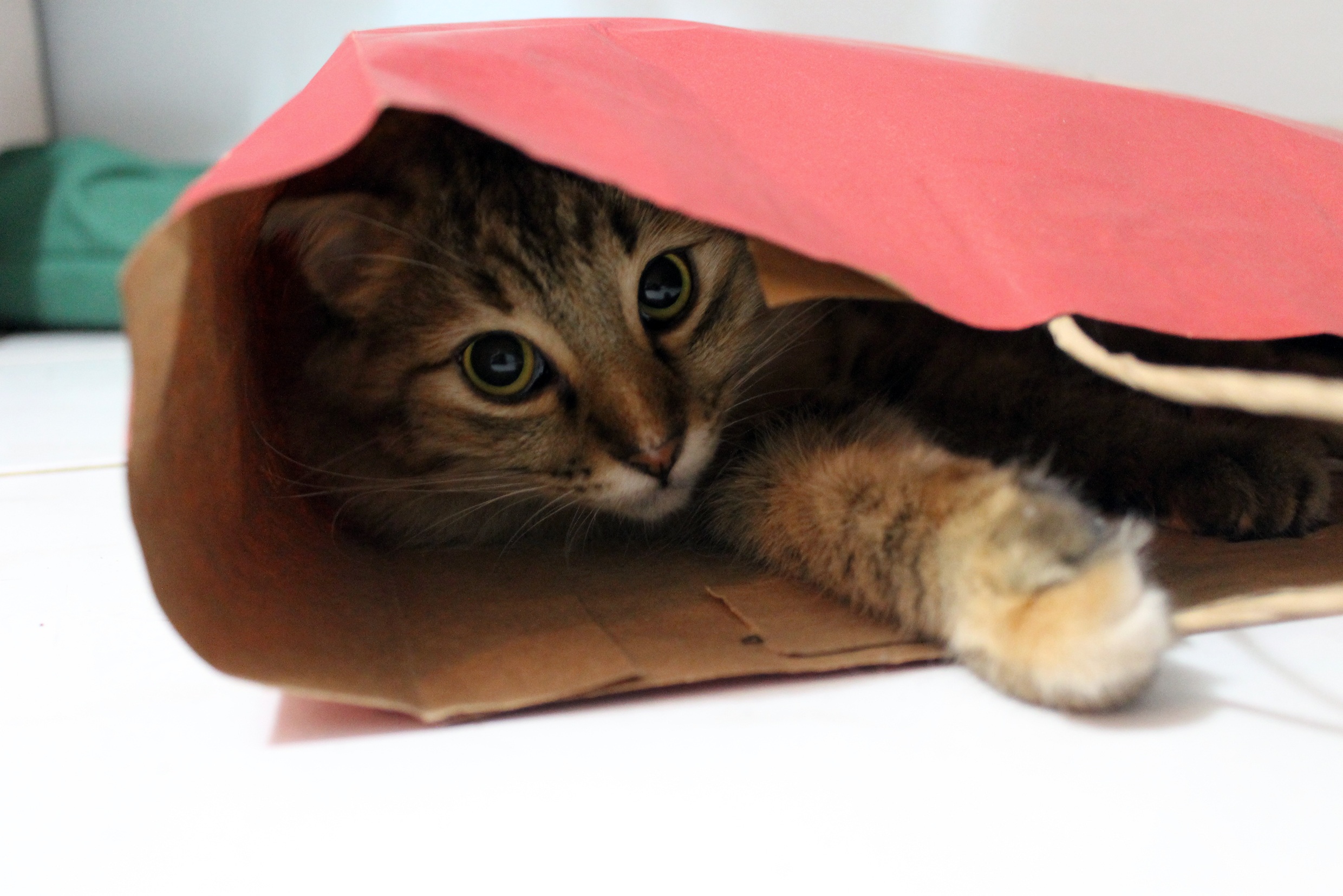 Gata Linda free image download