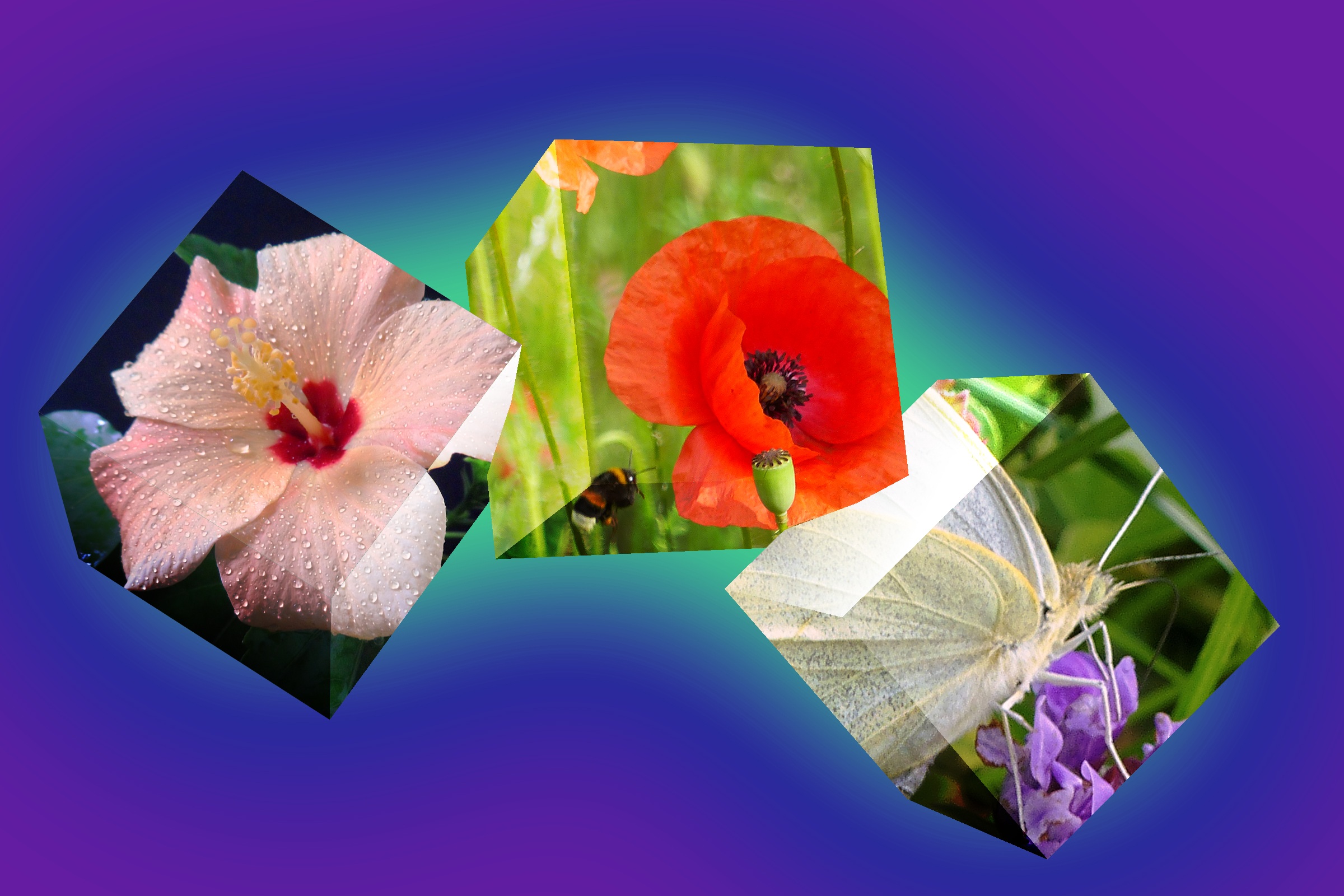 Cube Flowers picture animation free image download