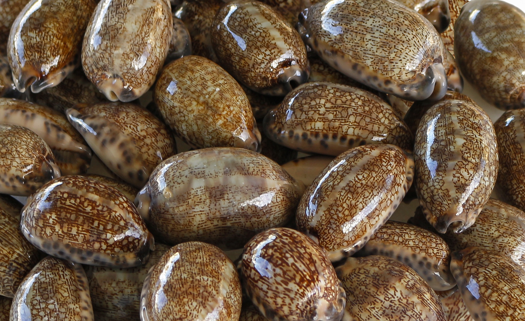 Sea Shells Cowry Cypraeidae free image download