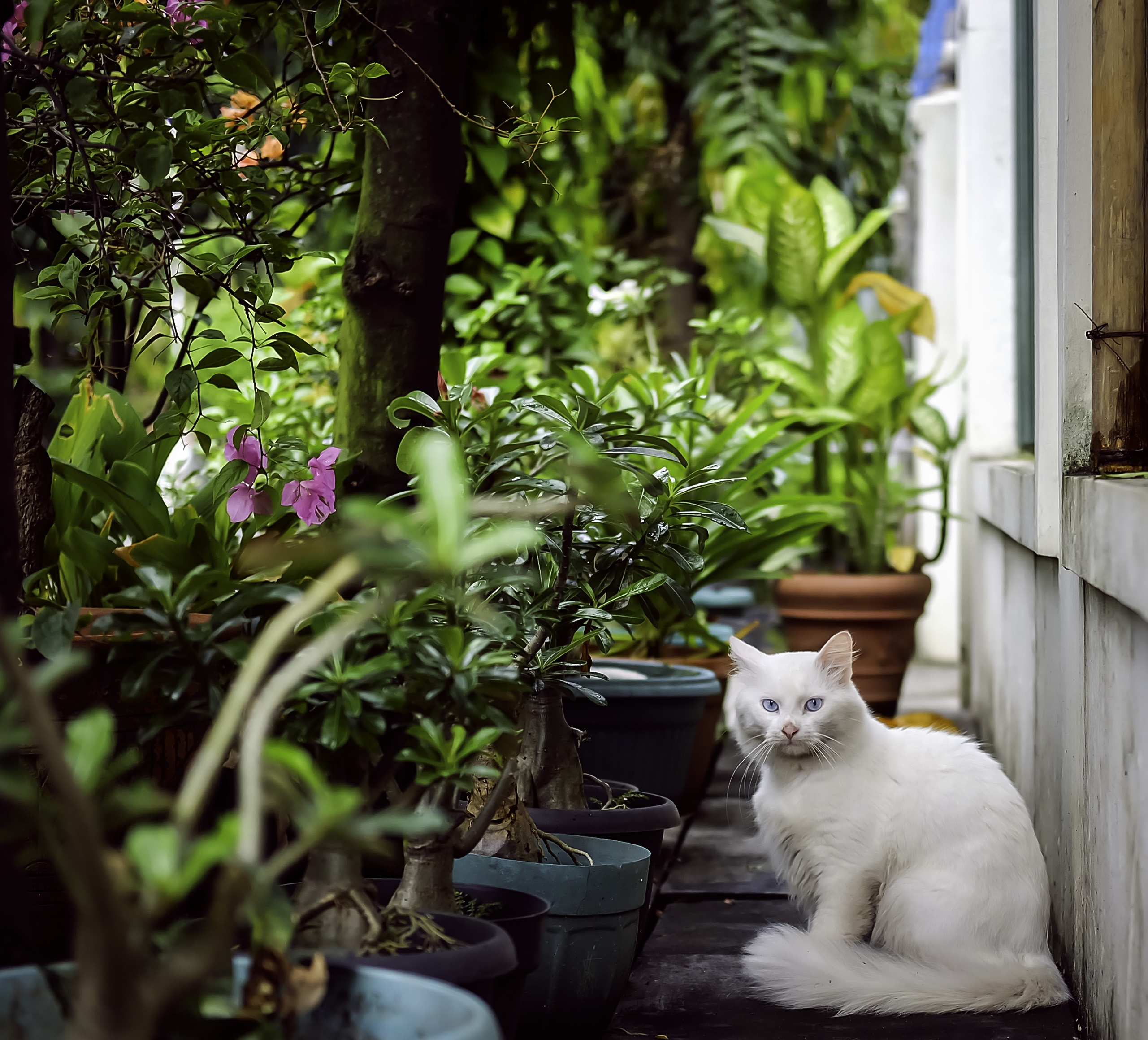 Beautiful white cat in the beautiful green garden with colorful flowers ...