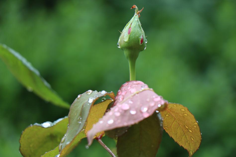 Rosebud After The Rain Raindrops free image download