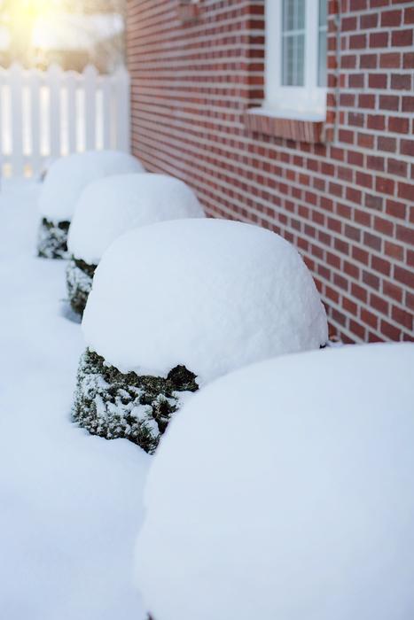Heavy Snow On Bushes free image download