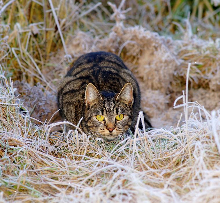 Cat Hunter Lurking free image download