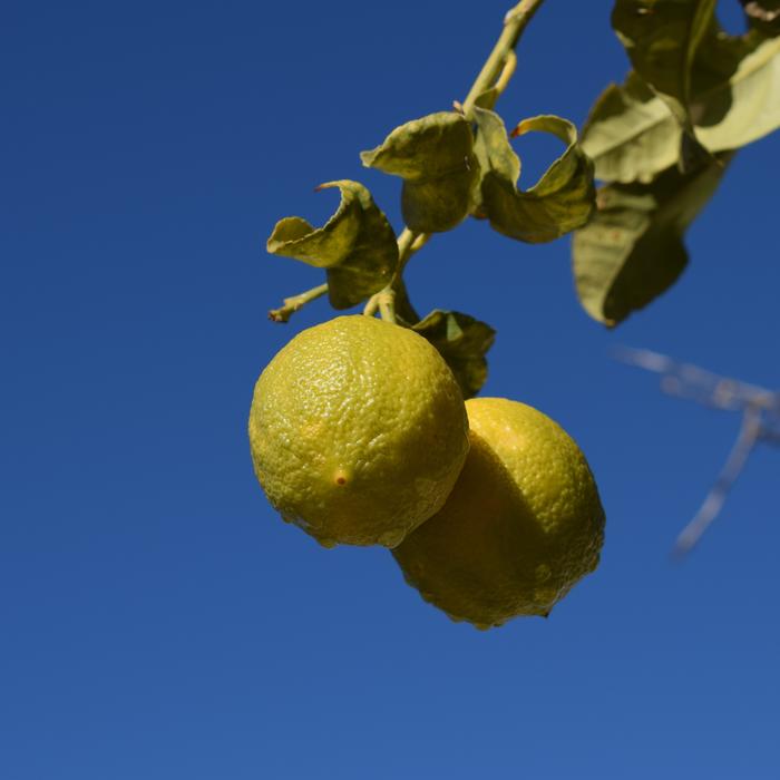 Lemon Water Drops Morning free image download